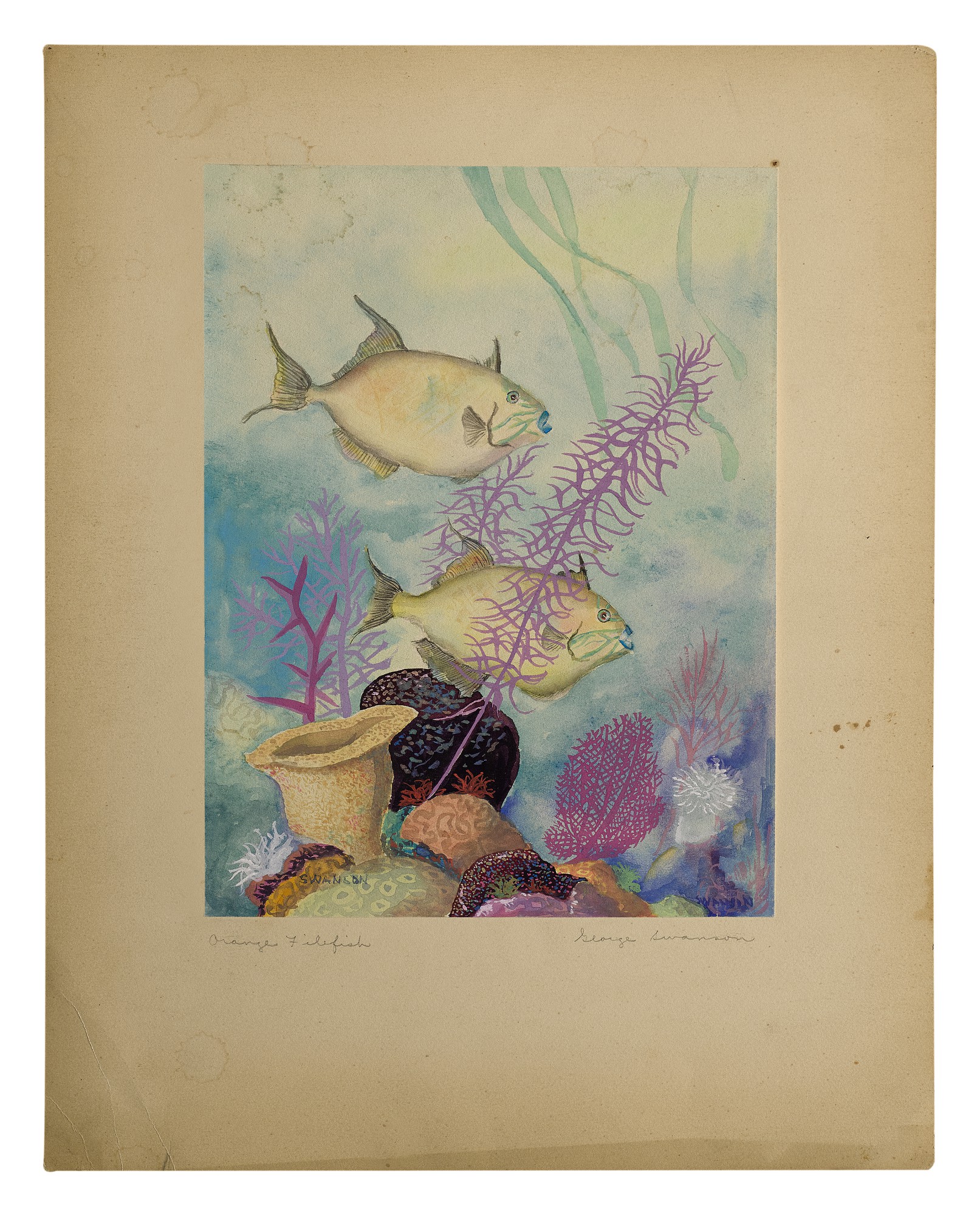 ORANGE FILEFISH ON A REEF | The Art of Expedition: The Works of George ...
