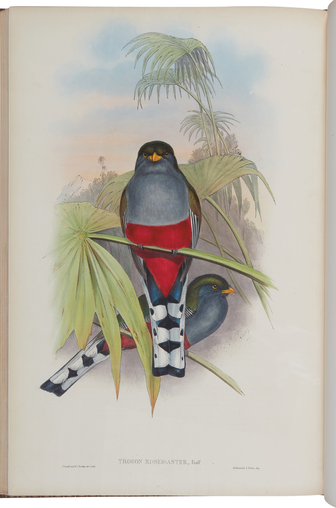 GOULD, JOHN | A Monograph of the Trogonidae, or Family of Trogons ...