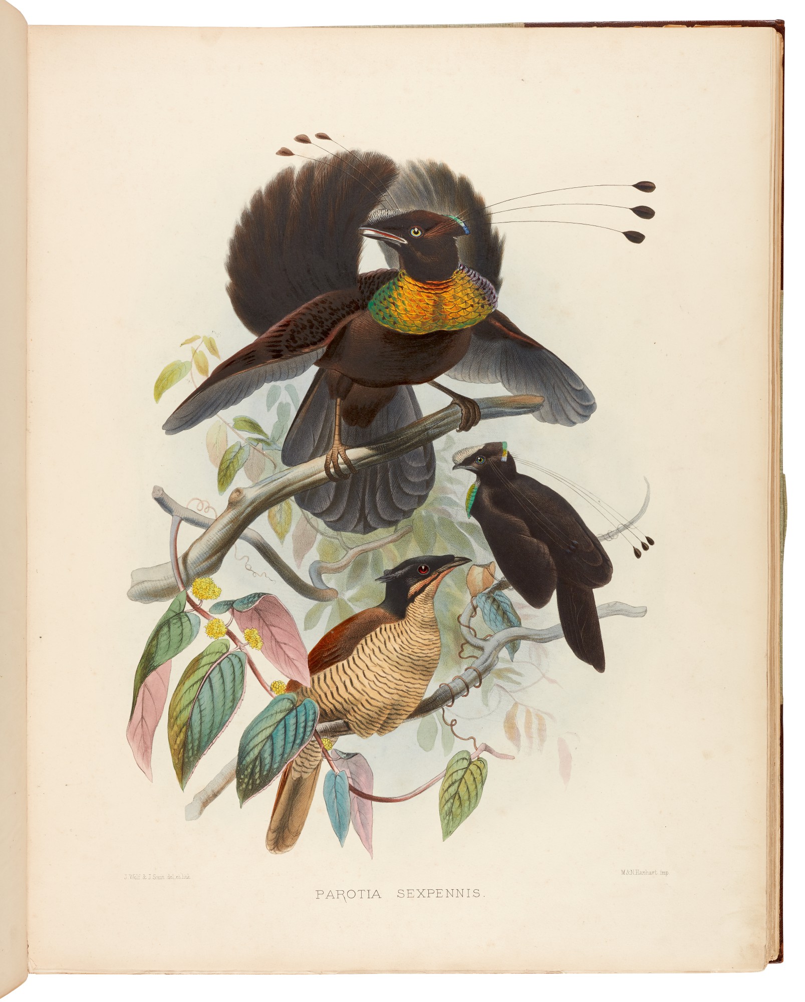 ELLIOT, D.G.| A Monograph of the Paradiseidae, or Birds of Paradise ...