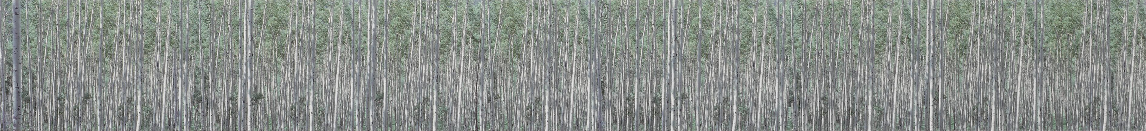 Aspen | A Life Among Artists: Contemporary Photographs from an Esteemed ...