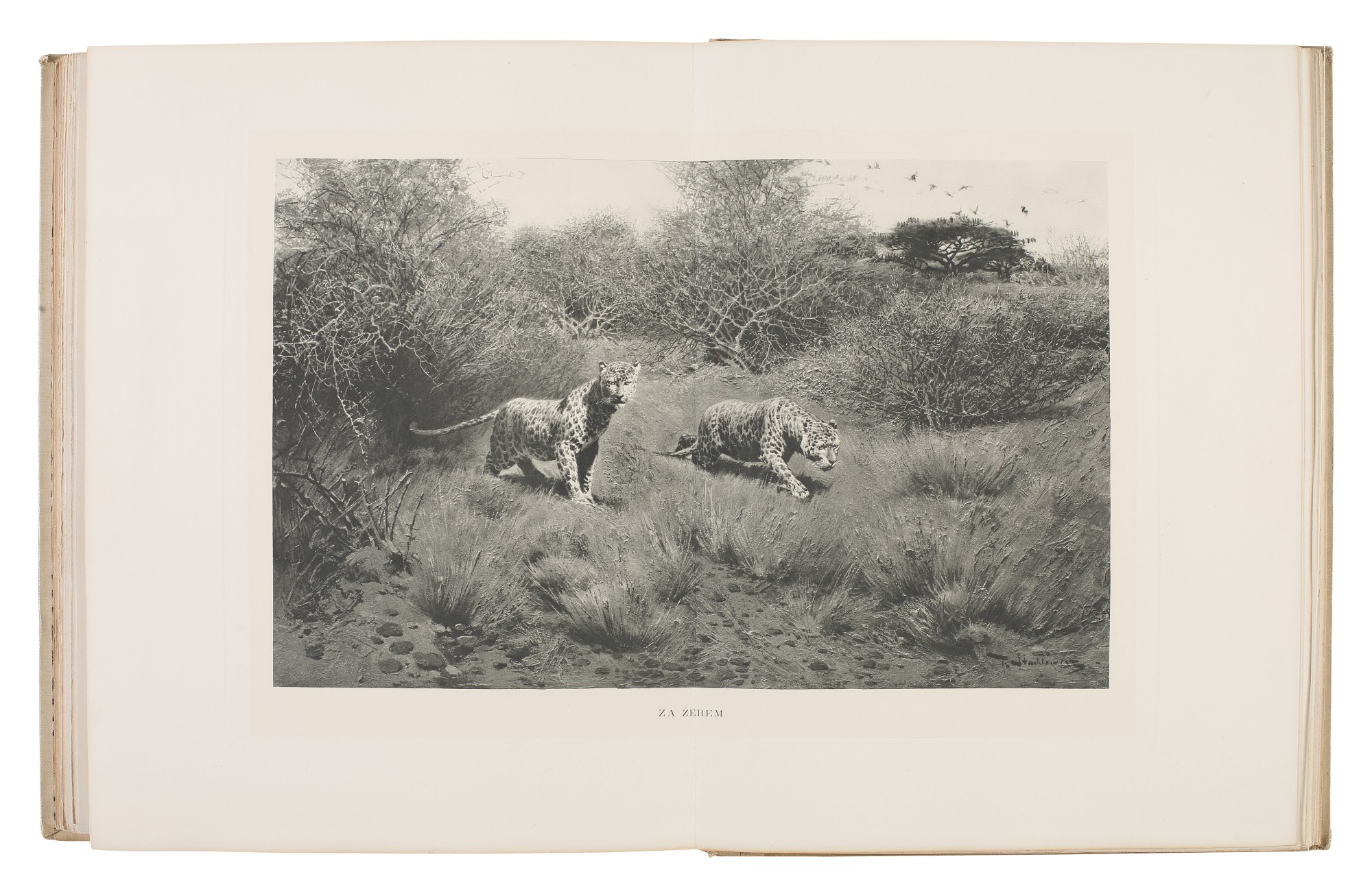 POTOCKI, JOSEPH, COUNT | Notatki Mysliwskie Z Afryki Somali (Sport in ...