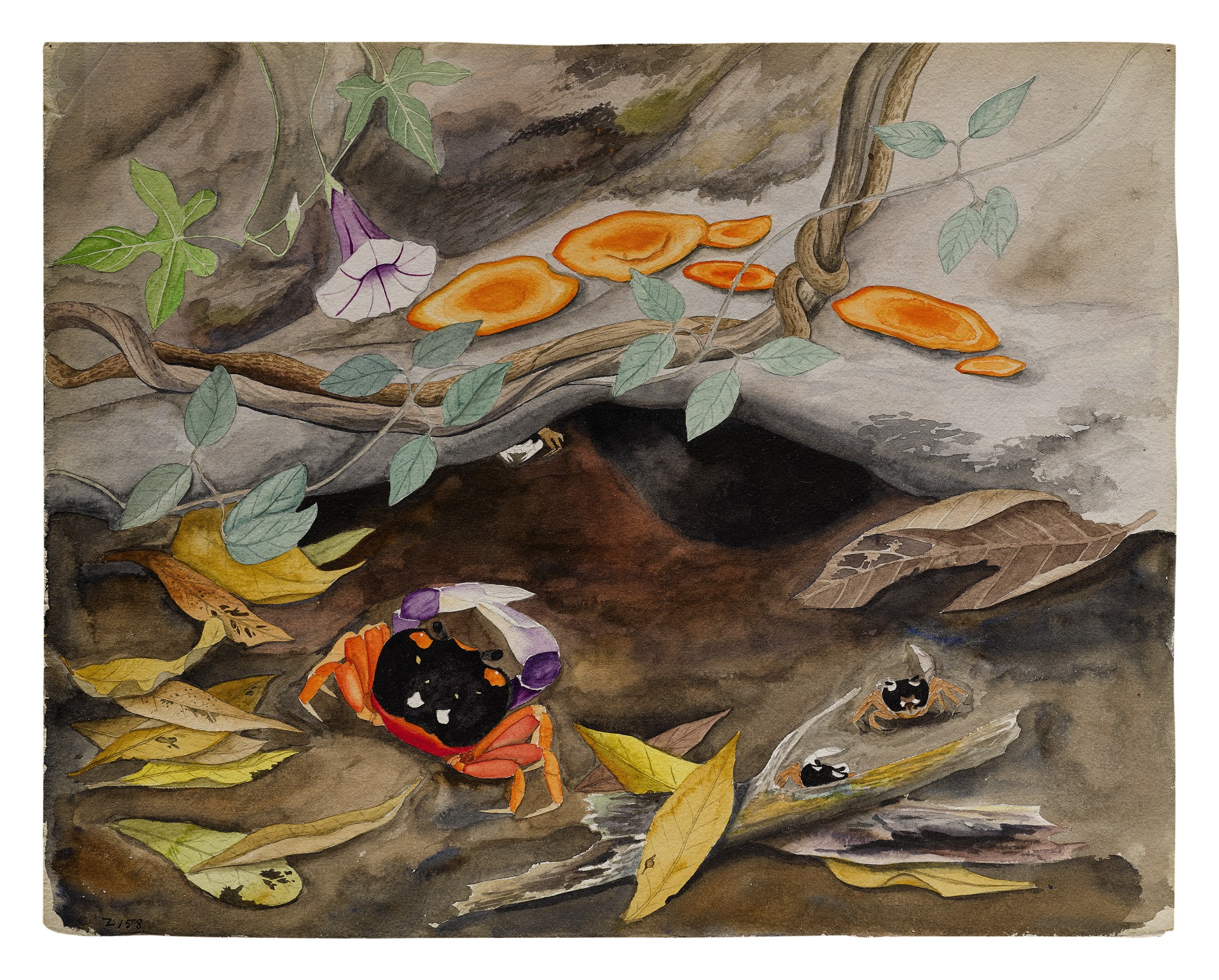 LAND CRAB HABITAT | The Art of Expedition: The Works of George Swanson ...