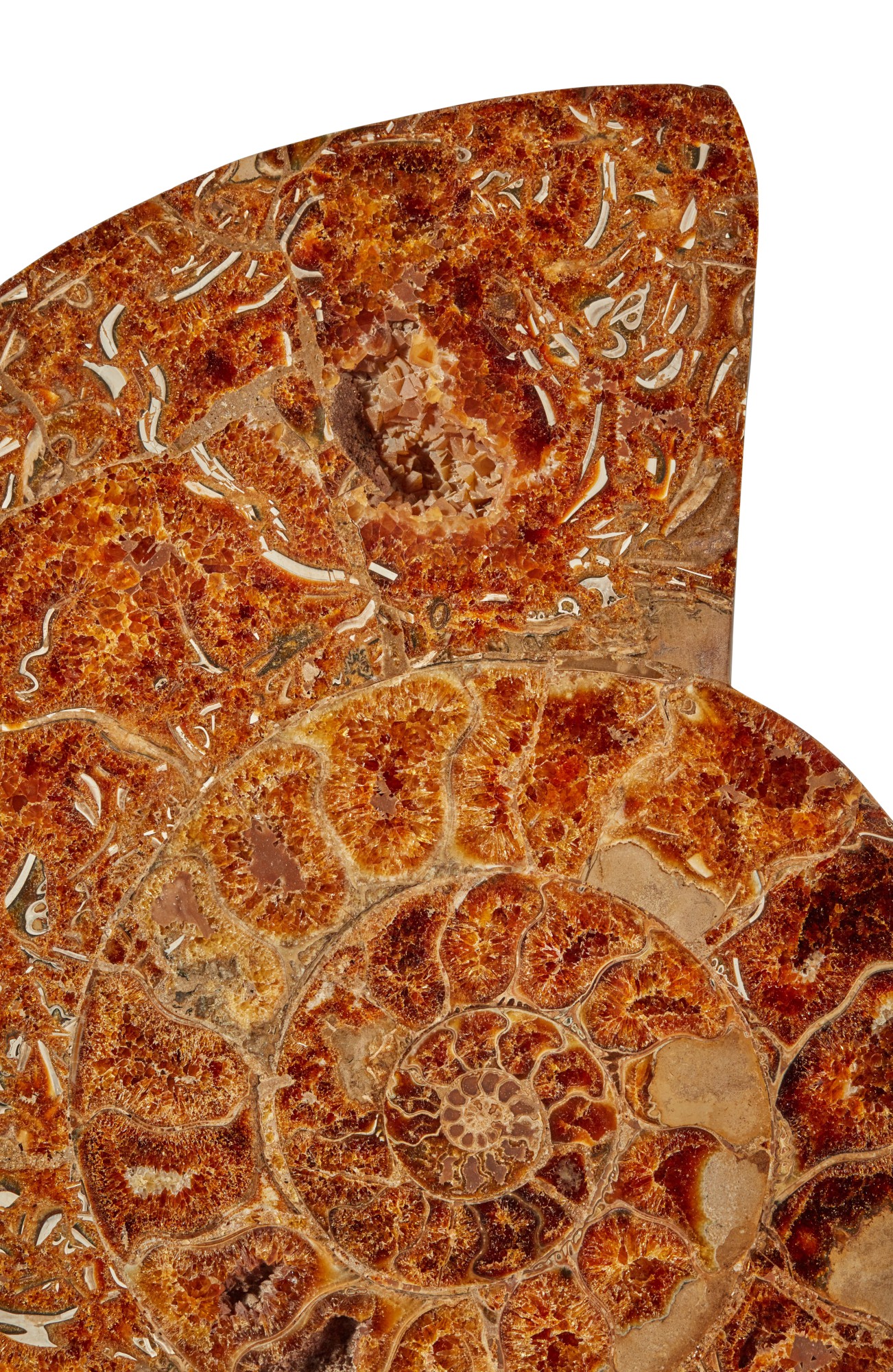 A Very Large Split Ammonite | History of Science & Technology ...