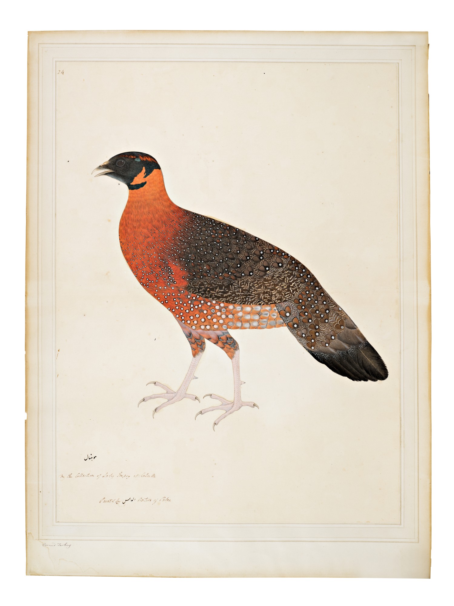 A Crimson Horned Pheasant (Tragopan Satyra), from the Impey Album ...