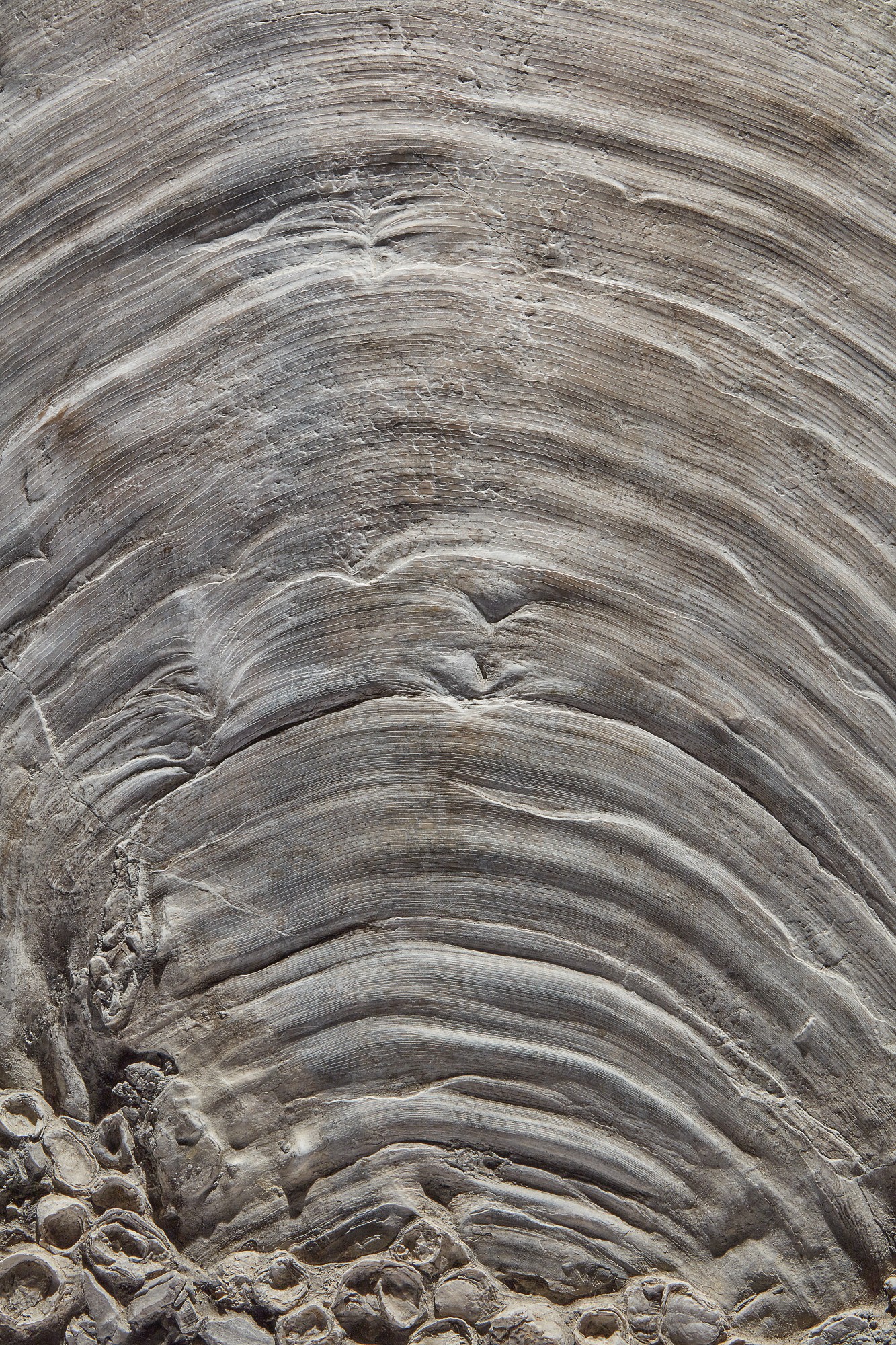 A LARGE FOSSIL OYSTER SHELL | Natural History; Including Fossils ...