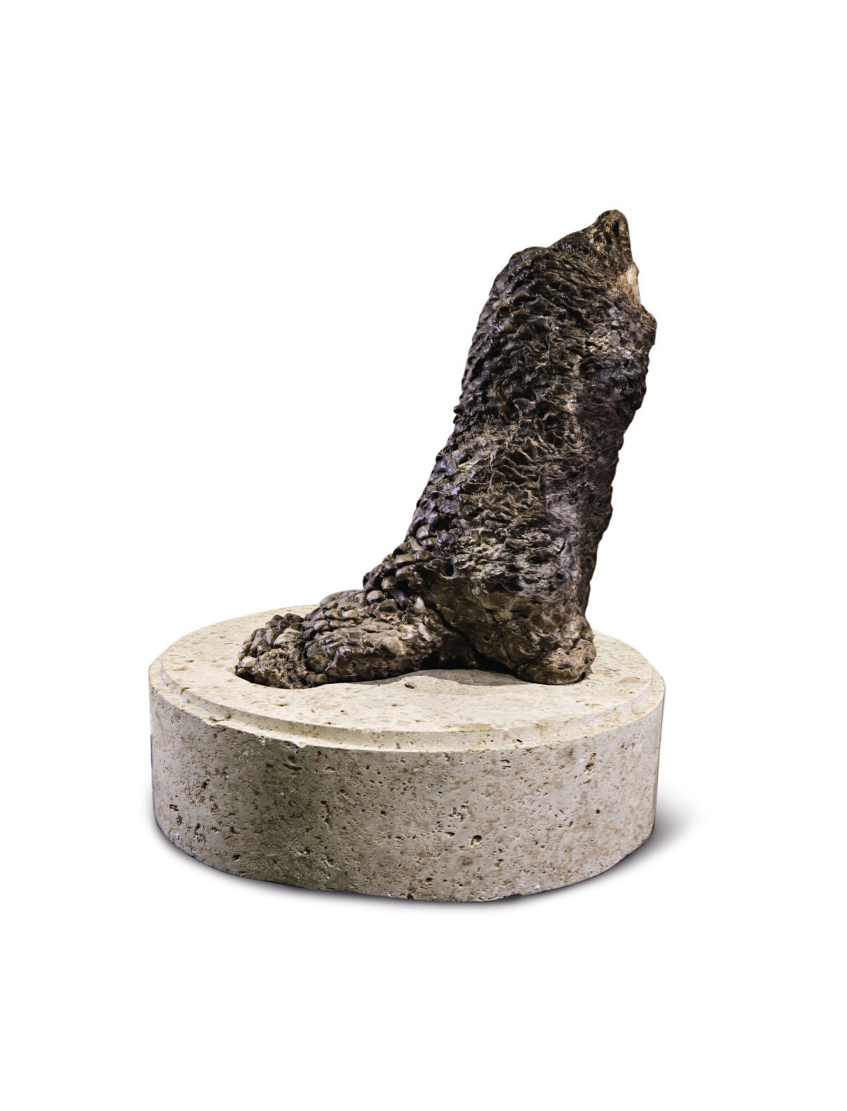 A FINE FOSSIL CYCAD TRUNK | Natural History; Including Fossils ...