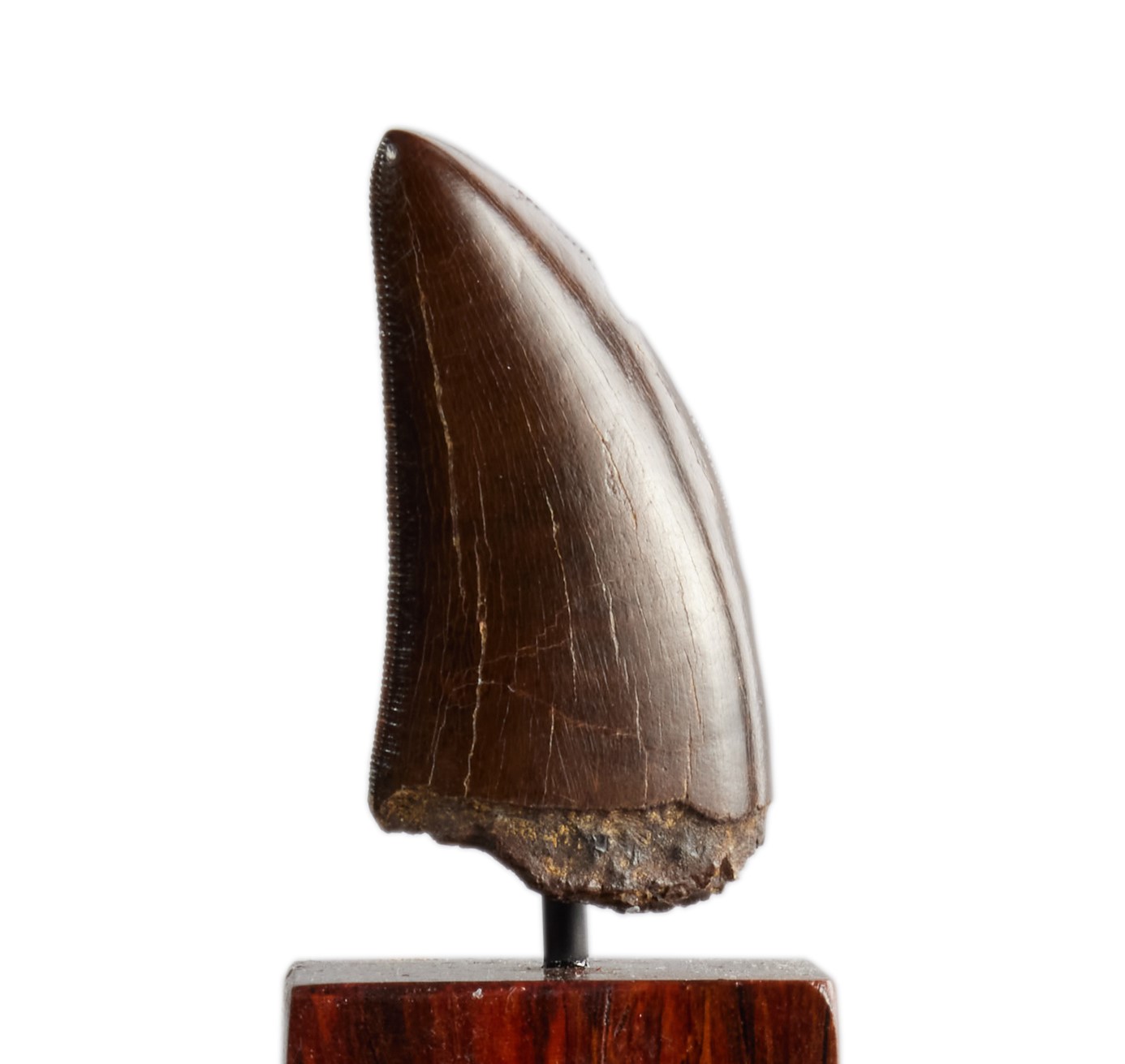 The Tooth of a Tyrannosaurus rex | Natural History | 2021 | Sotheby's