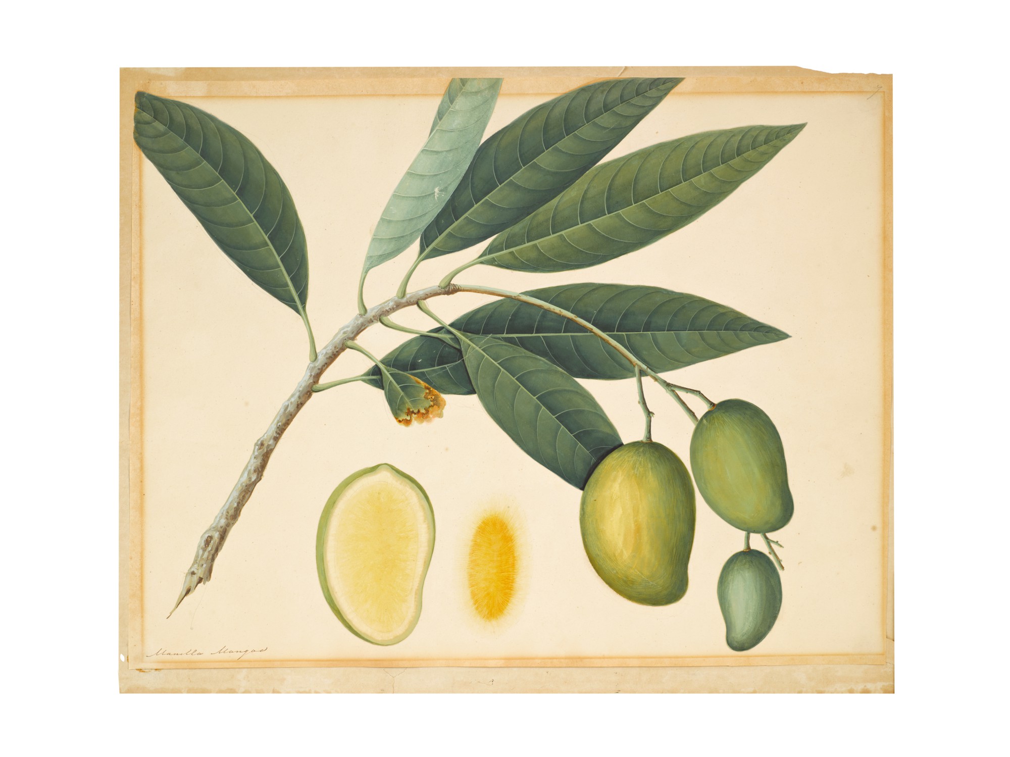 A plantain (musa balbisiana) and a mango (mangifera foetida), possibly ...