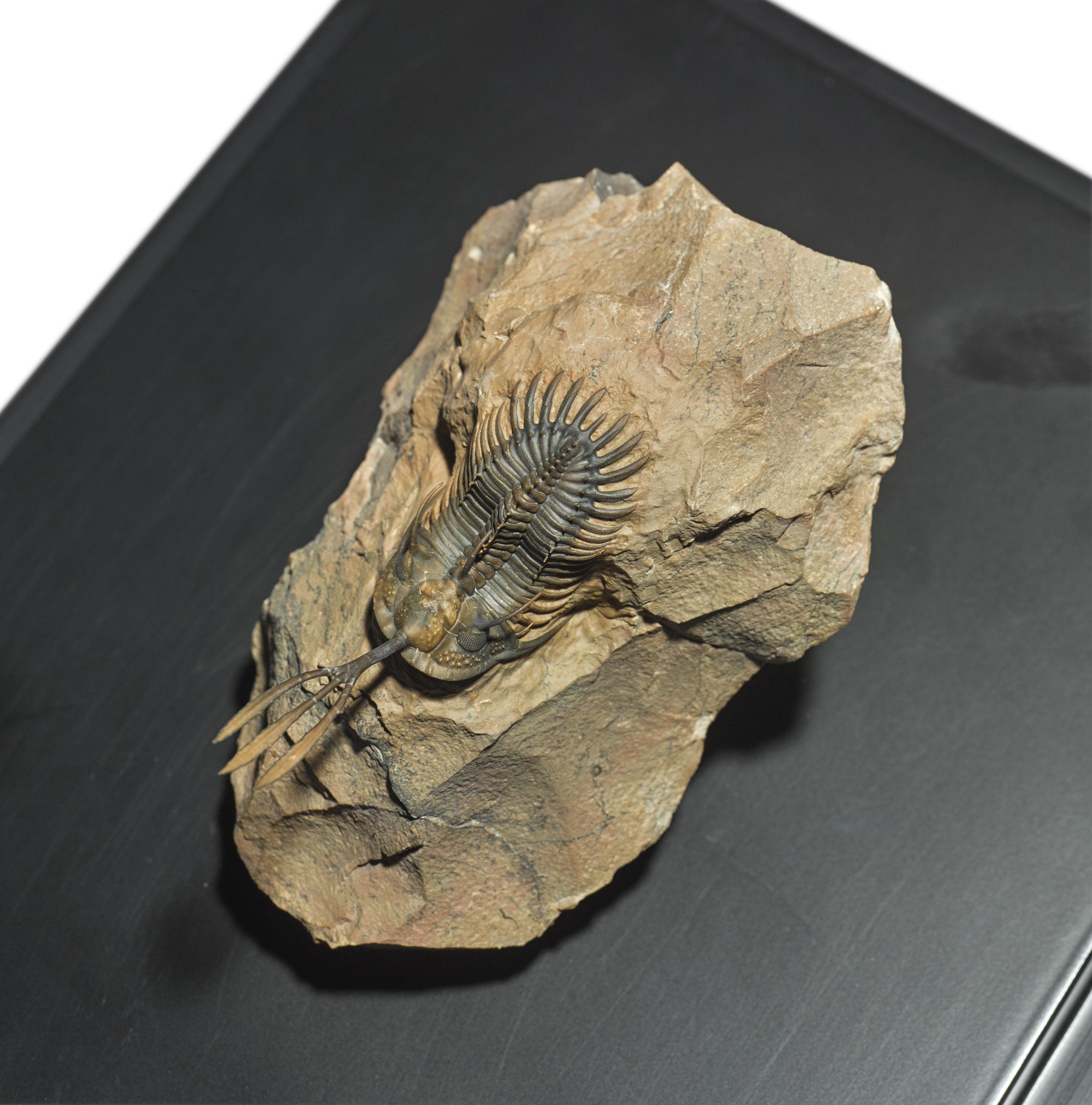 A TRIDENT-BEARING TRILOBITE | History of Science and Technology ...