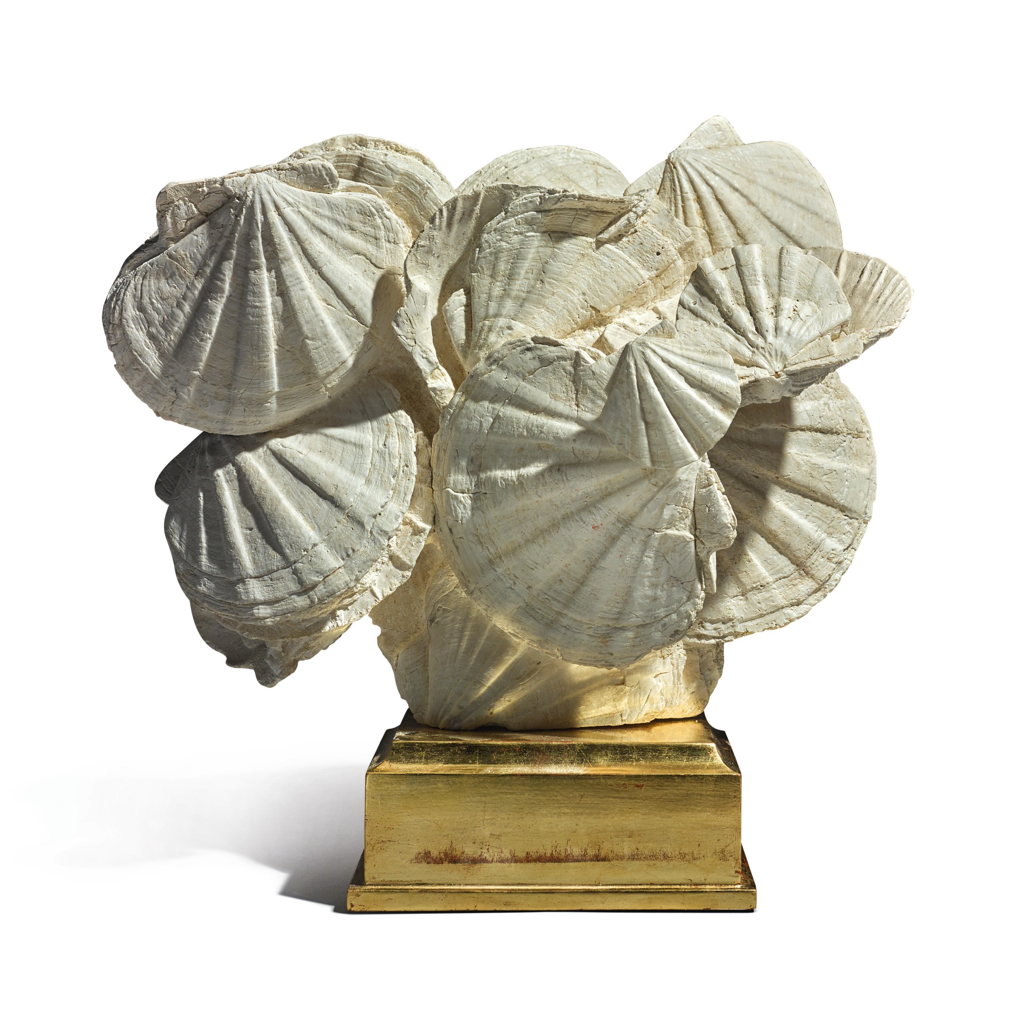 A FINE & DELICATE PANEL OF FOSSILIZED SAINT-JACQUES SHELLS | History of ...