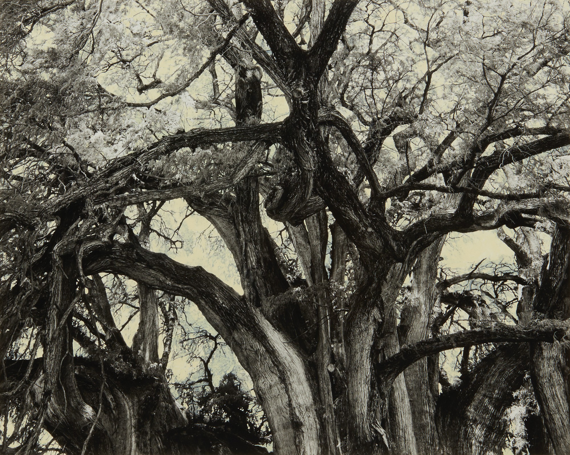 Small Colour Study for El Tule | Contemporary Art | 2021 | Sotheby's