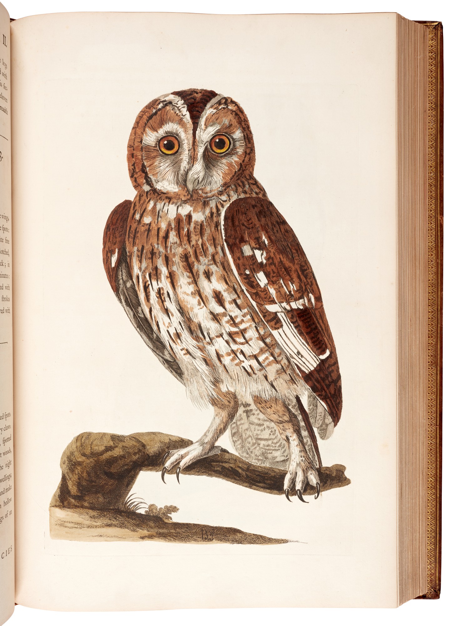 Thomas Pennant | The British Zoology... London, 1766 | The Library of ...