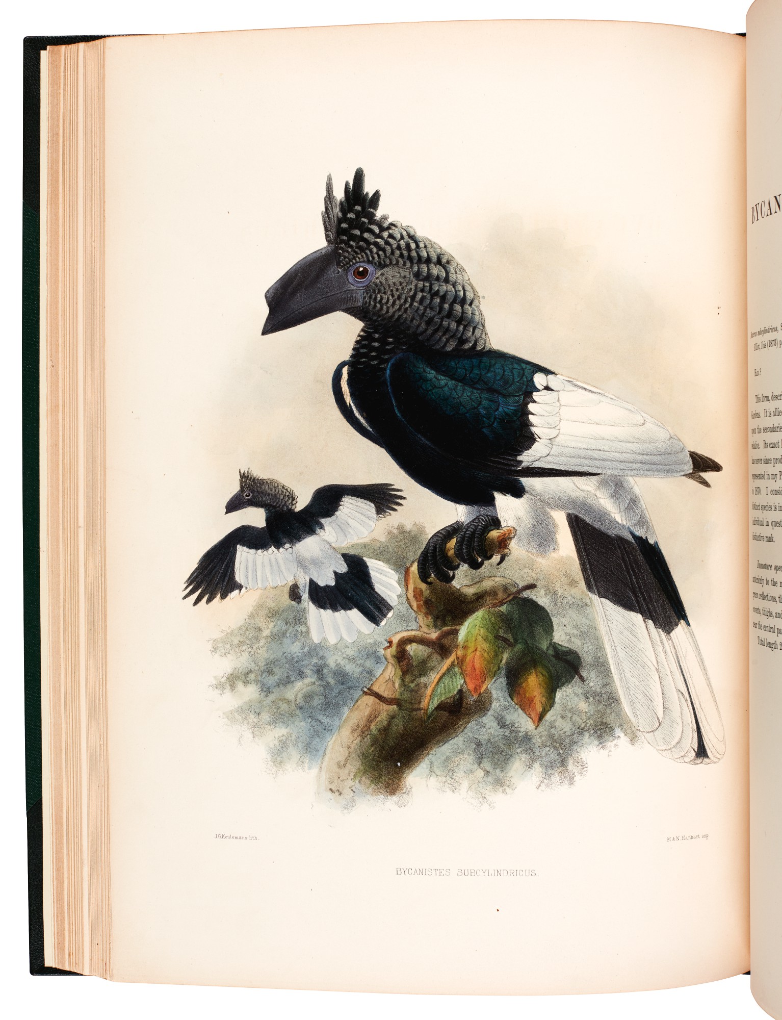 Elliot. A Monograph of the Bucerotidae, or Family of the Hornbills ...