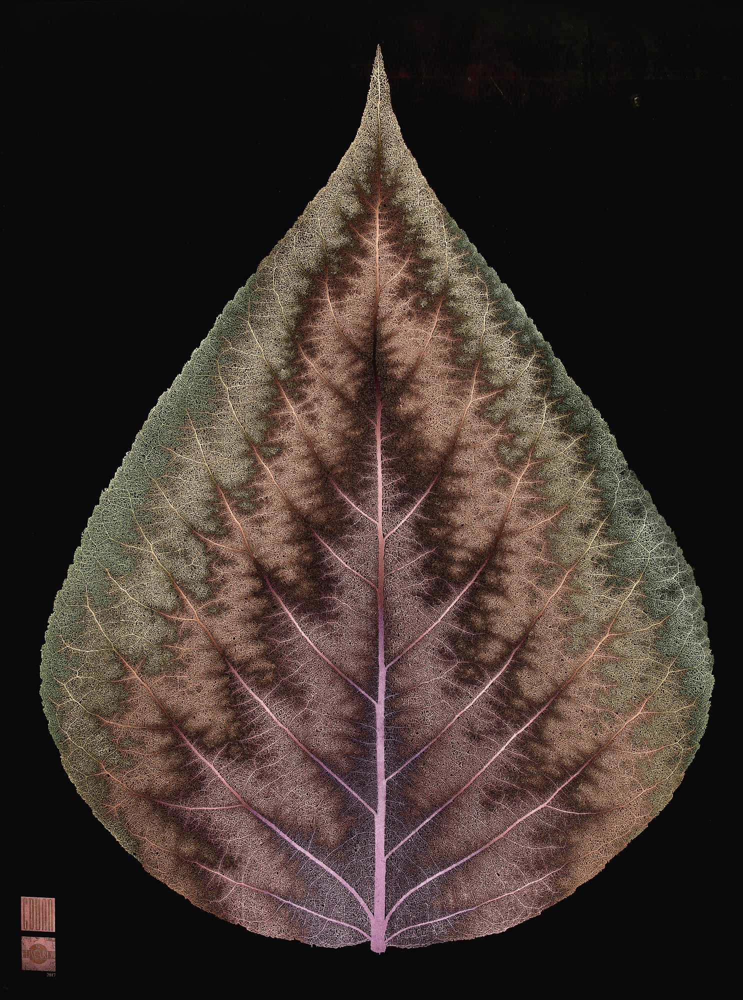 DR GREG DUNN & DR BRIAN EDWARDS | PHOTOSYNTHESIS | Contemporary Art ...