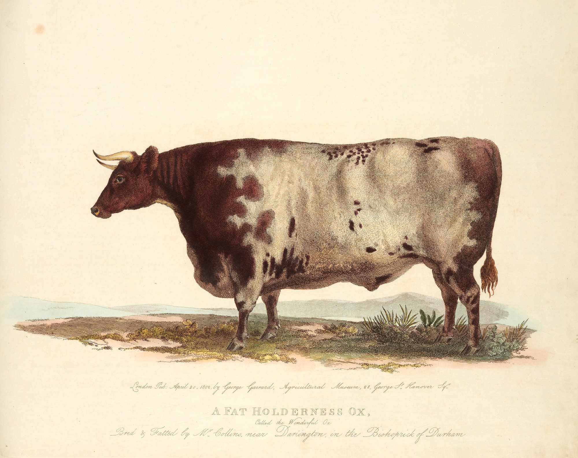George Garrard | A description of the different varieties of oxen, 1800 ...