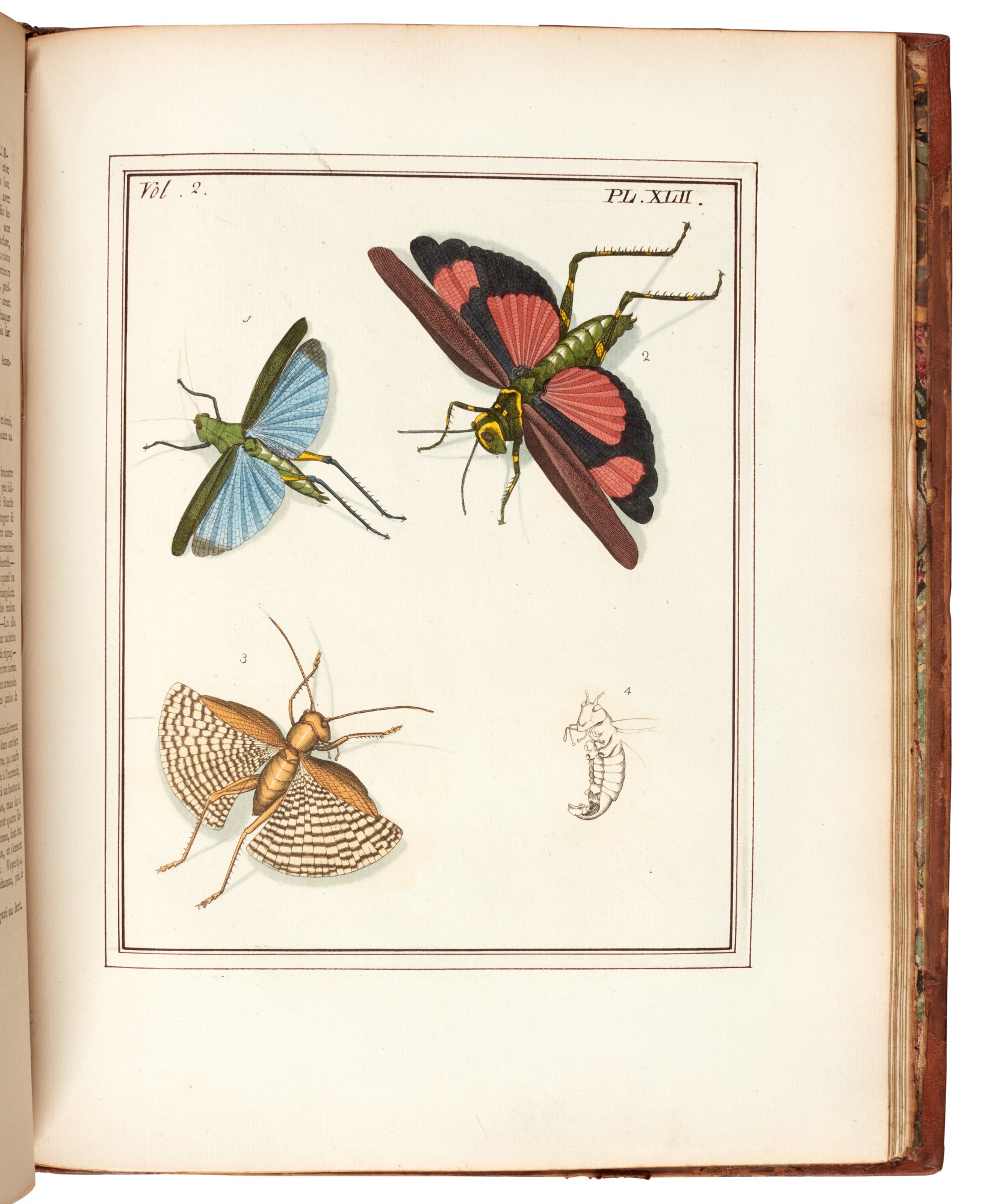 Dru Drury | Illustrations of natural history... exotic insects, London ...