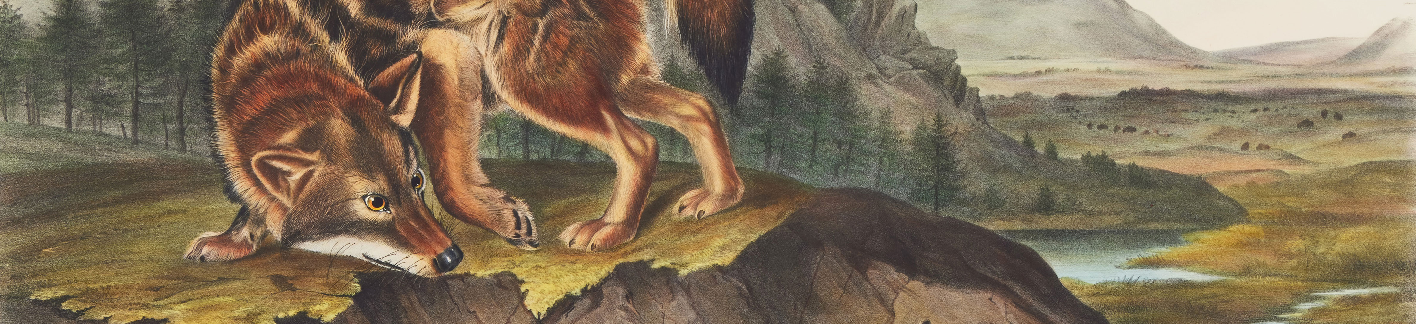 The John Golden Library: Book Illustration in the Age of Scientific ...