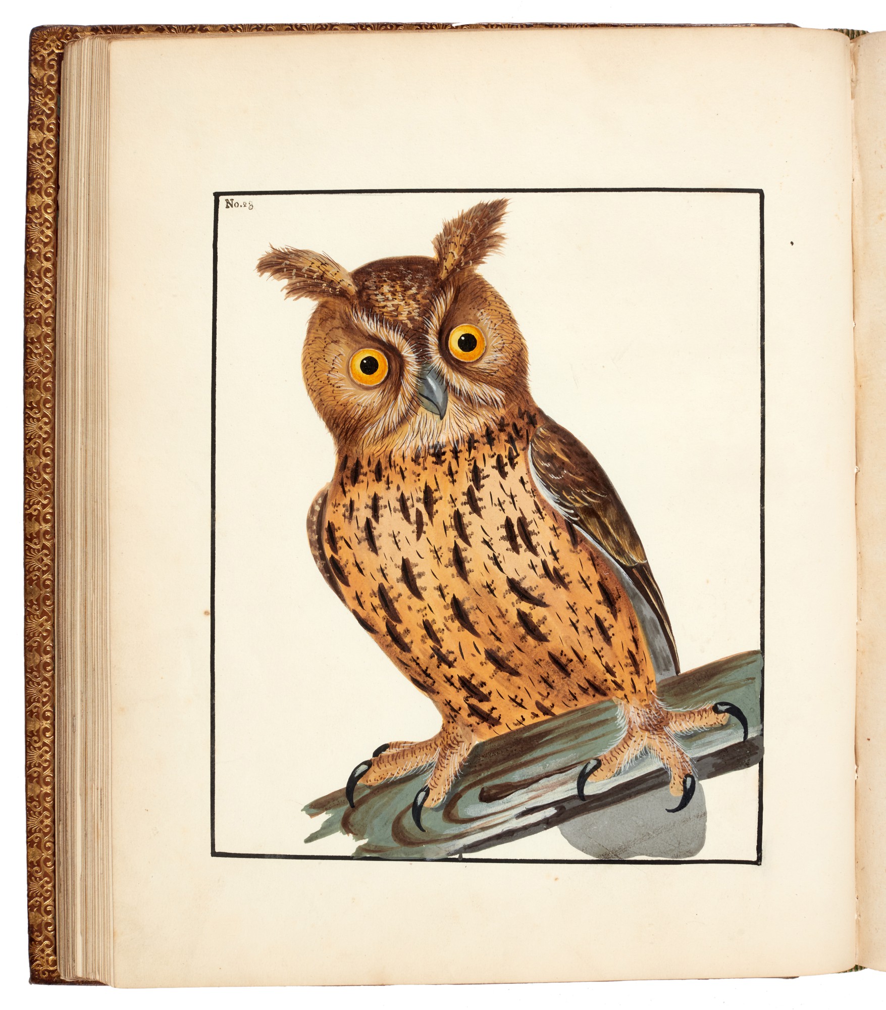William Lewin | The Birds of Great-Britain with their Eggs, 1789-1794 ...