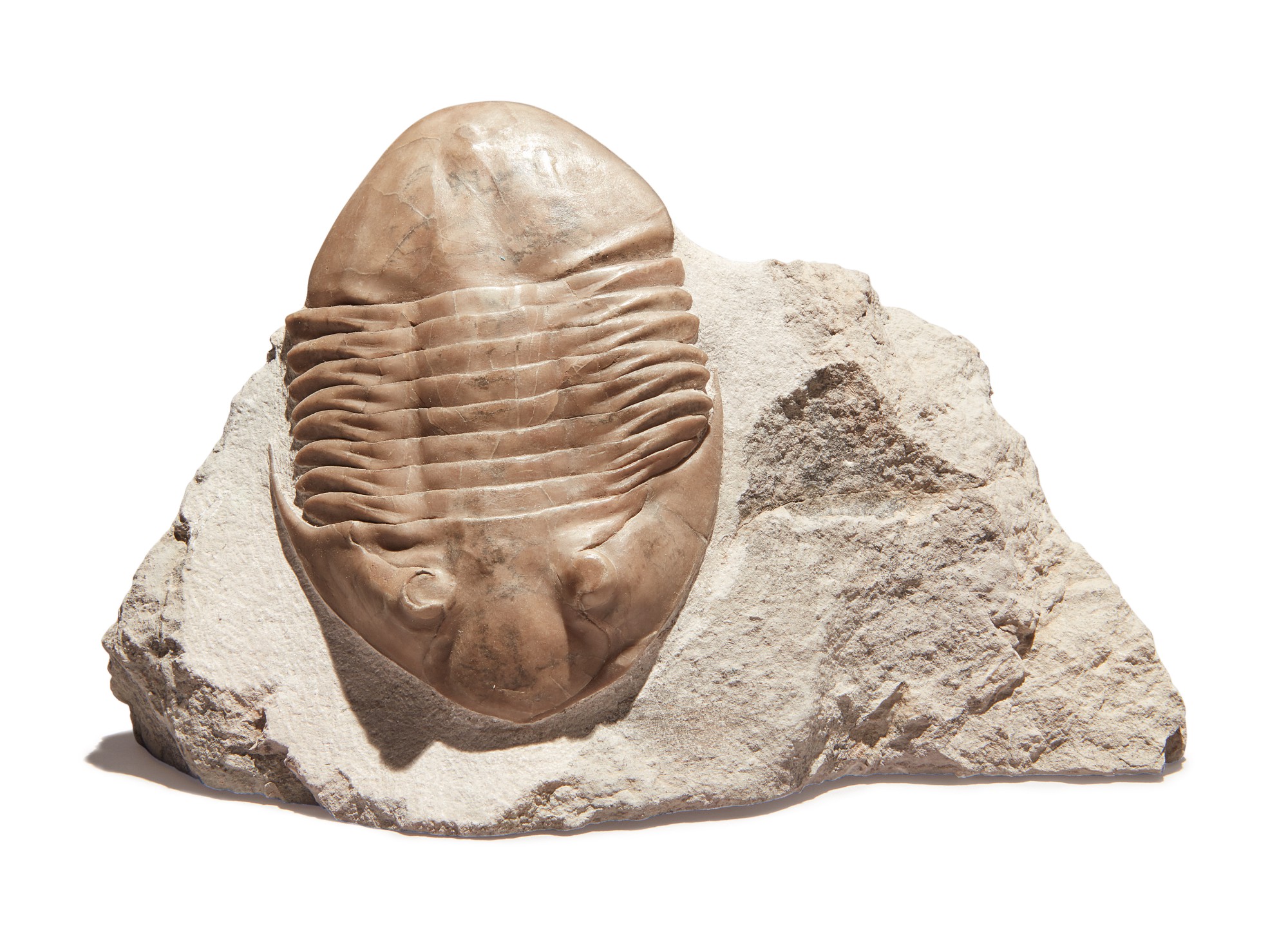 A PAIR OF TRILOBITES | Natural History; Including Fossils, Minerals ...