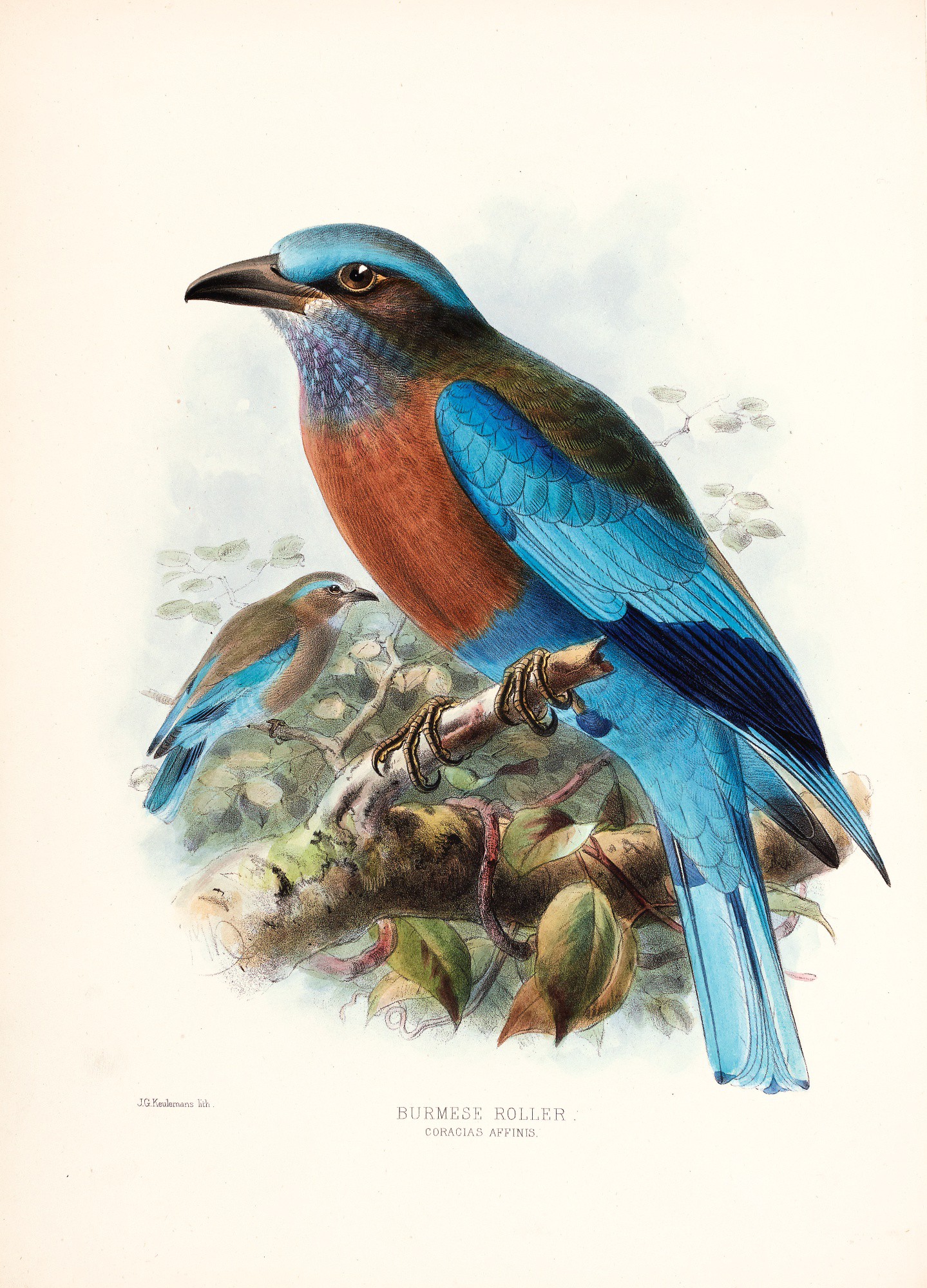 Dresser. A Monograph of the Coraciidae, or Family of the Rollers. 1893 ...