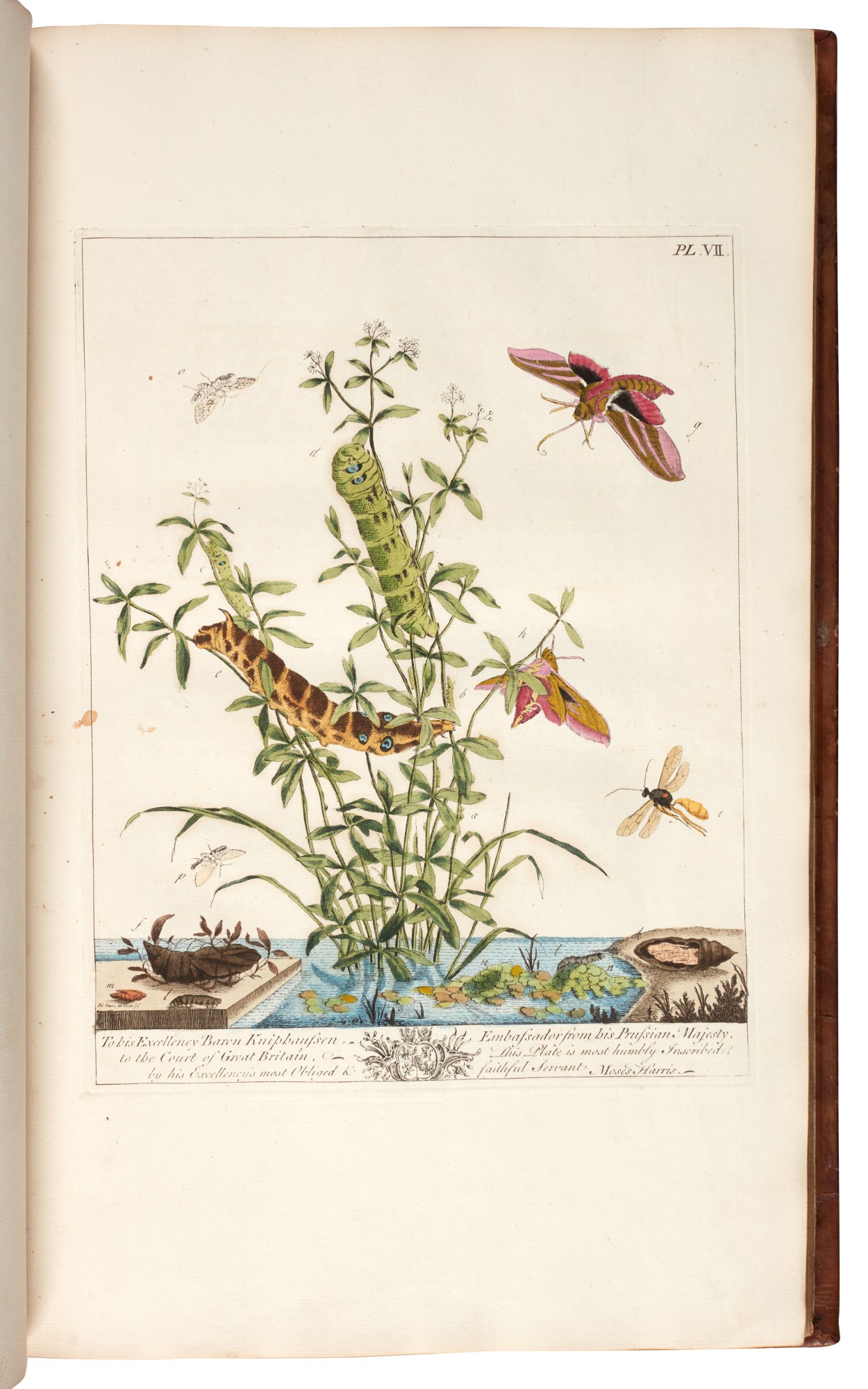 Moses Harris | The Aurelian, or natural history of English insects ...