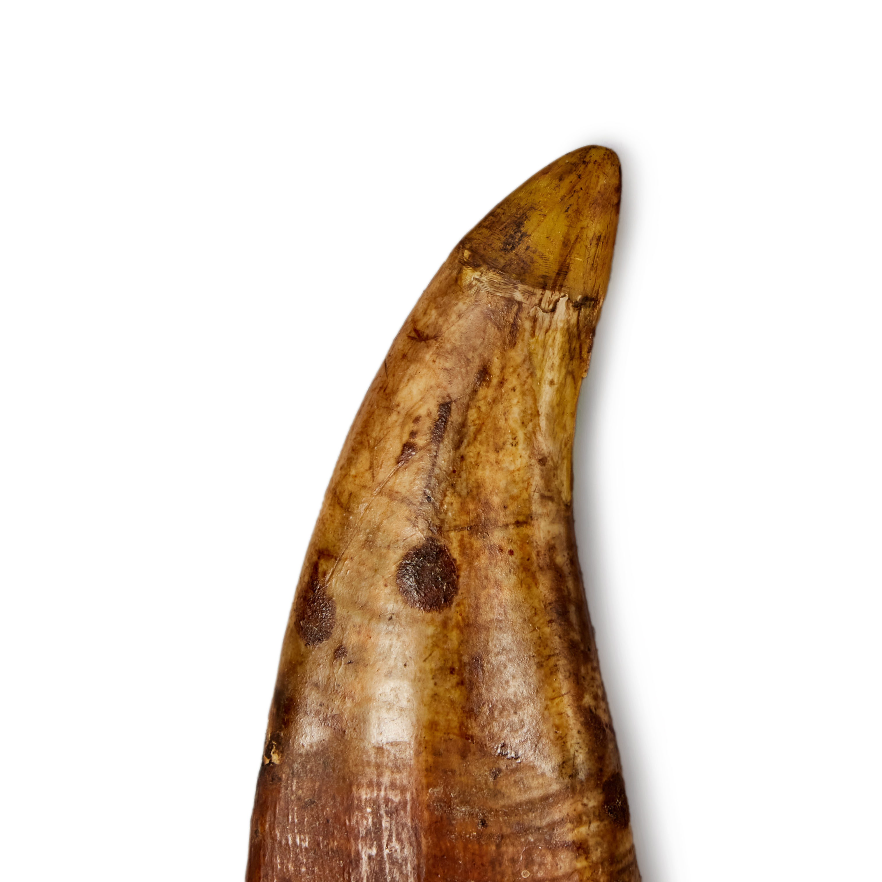 Saber-Toothed "Tiger" Cub Tooth — Milk Canine | Natural History ...