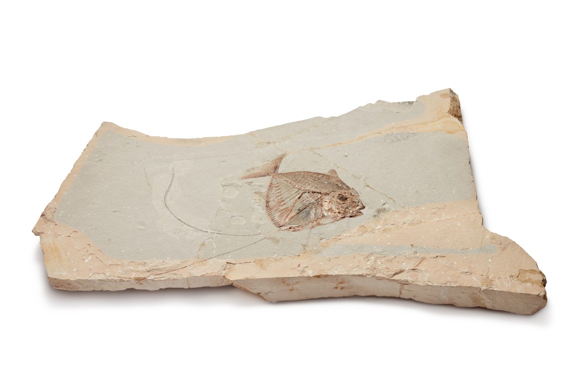 A Fossilized Moonfish Plaque | Natural History | 2021 | Sotheby's