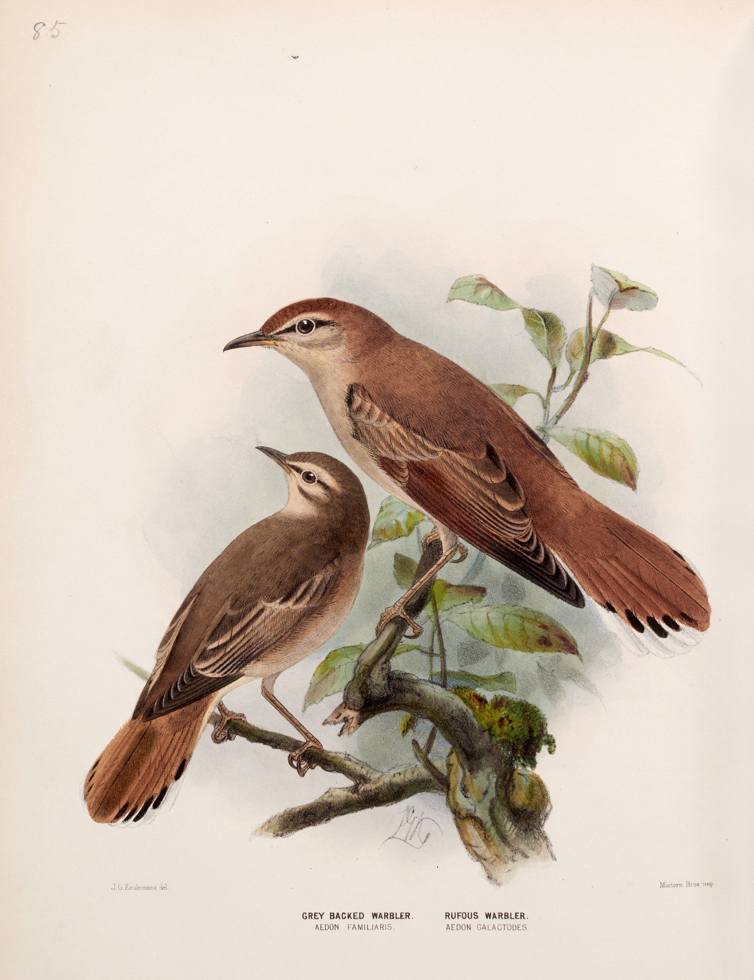 Henry Eeles Dresser | A history of the birds in Europe, 1871 [-1882 ...