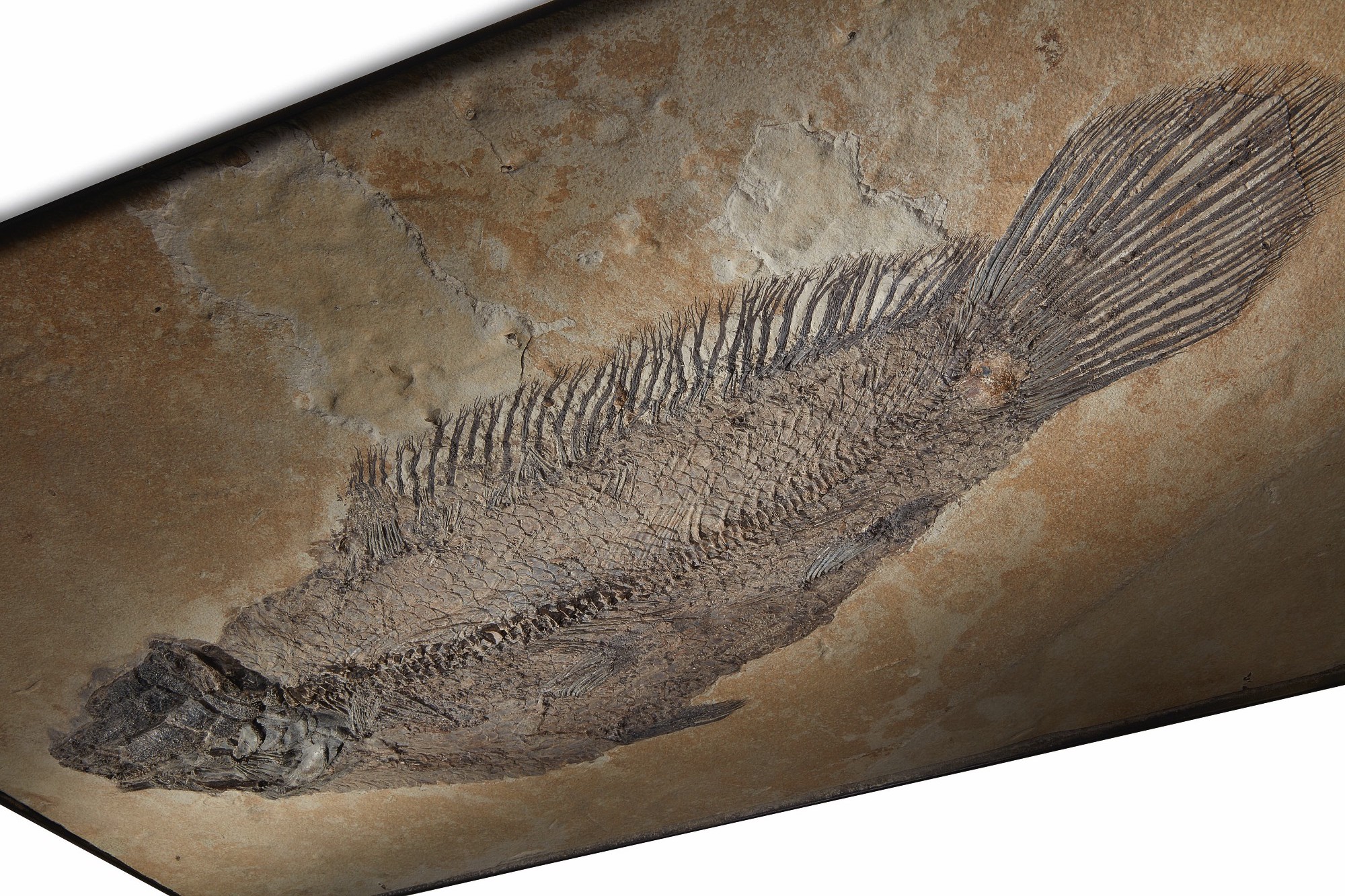 A RARE FOSSIL DOGFISH | Natural History; Including Fossils, Minerals ...