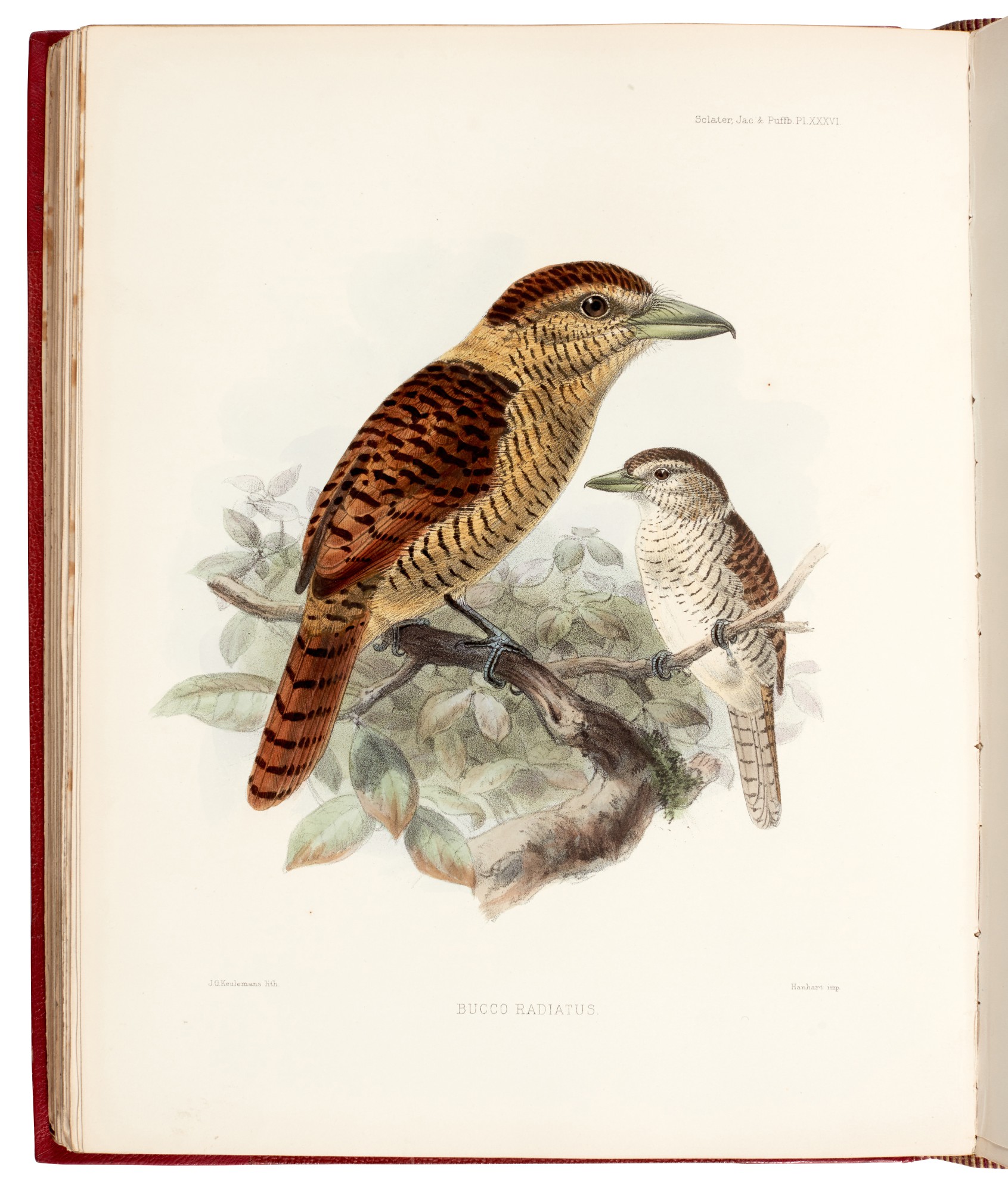 Philip Lutley Sclater | A Monograph of the Jacamars and Puff-Birds ...