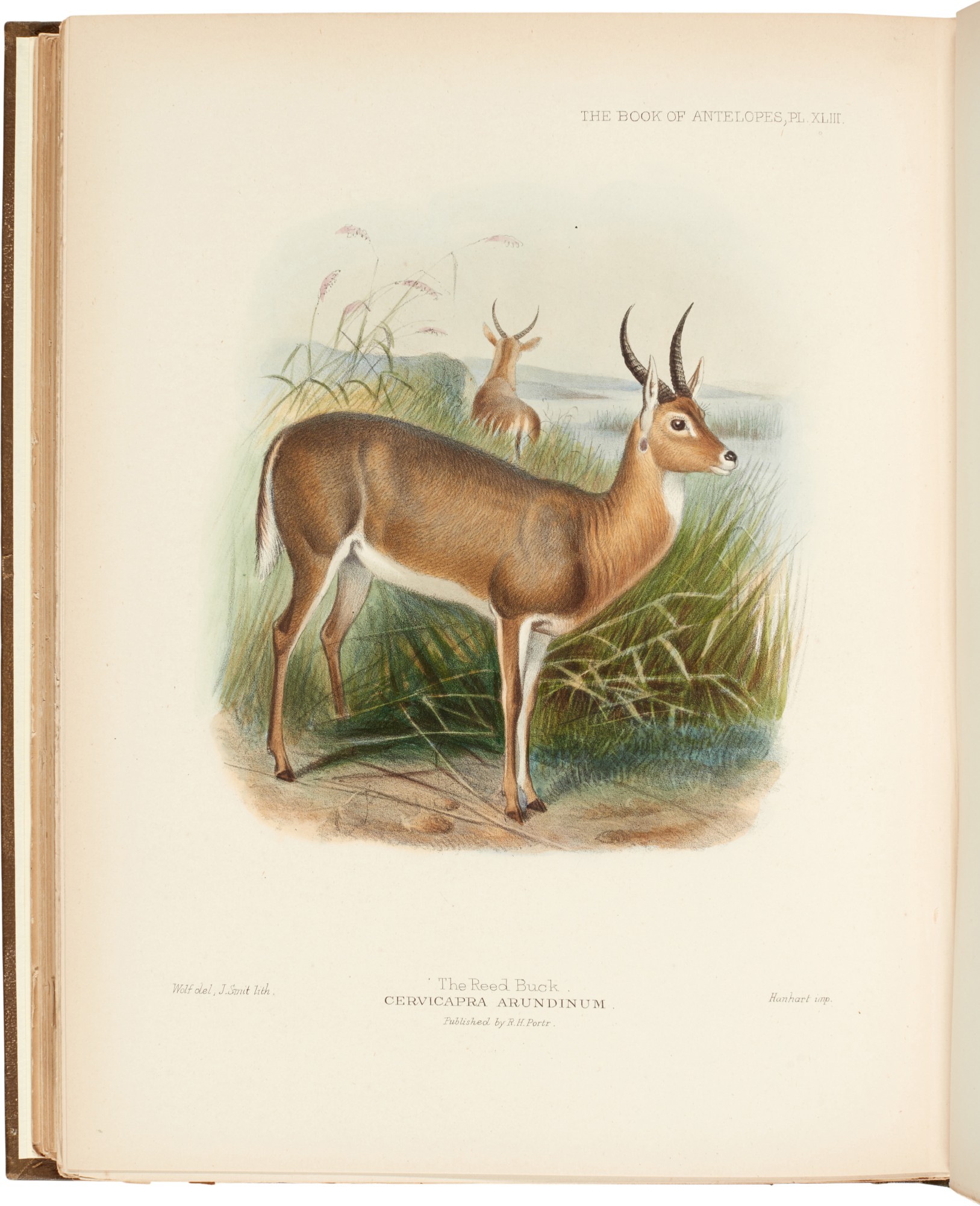 Sclater and Thomas | The Book of Antelopes, 4 volumes. London: R.H ...