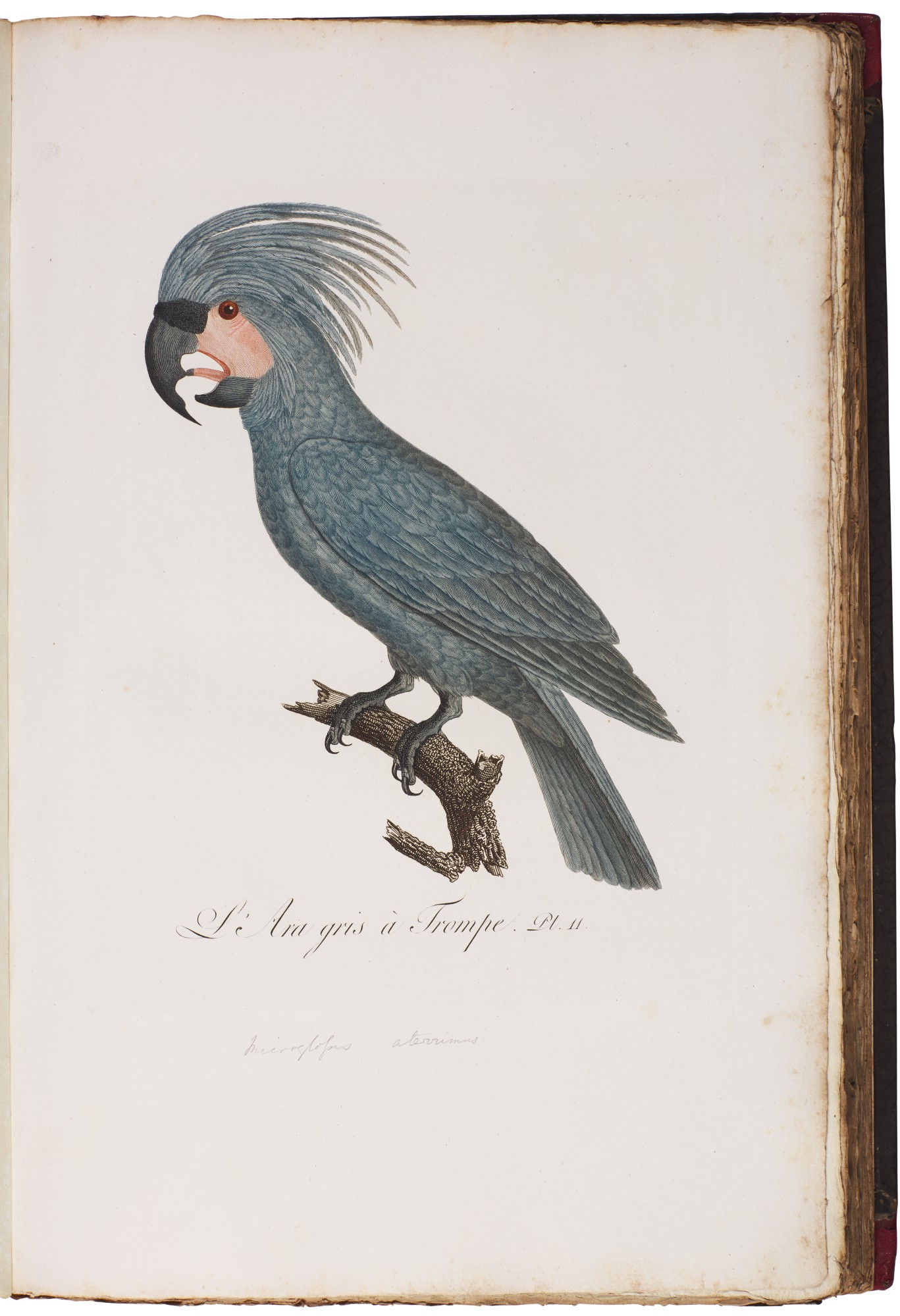 Levaillant | Histoire Naturelle des Perroquets, 1801-[1805], 2 volumes ...