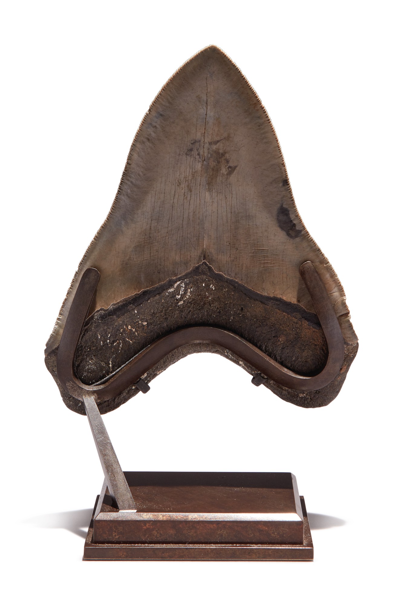 THE TOOTH OF A MEGALODON | Natural History; Including Fossils, Minerals ...