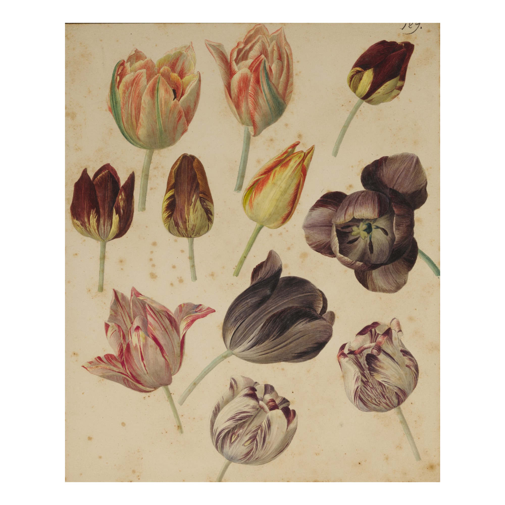 CONTINENTAL SCHOOL, 19TH CENTURY | A SHEET OF TULIP STUDIES | Mario ...