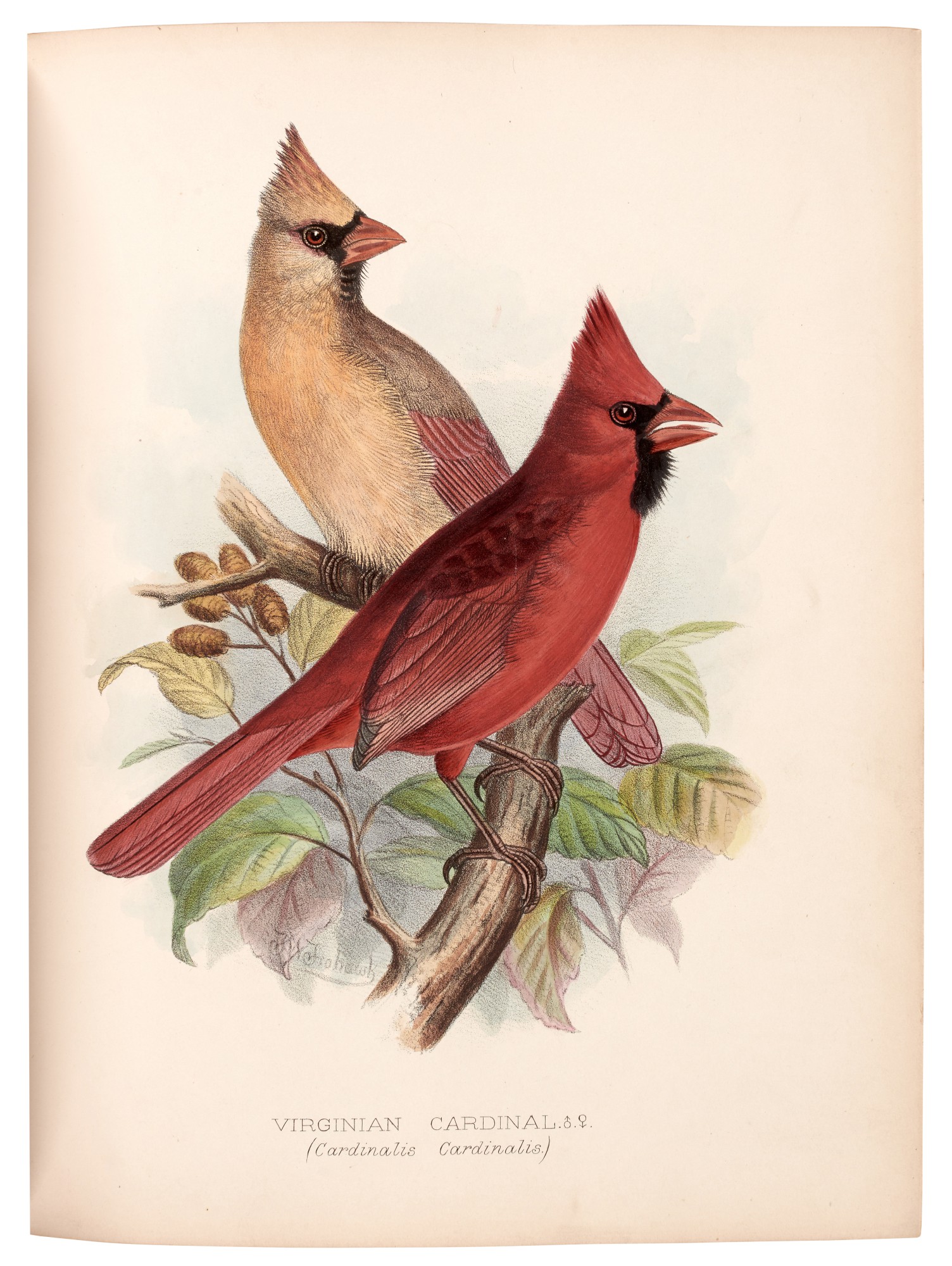 Arthur G. Butler | Foreign finches in captivity, [1894] | The Library ...