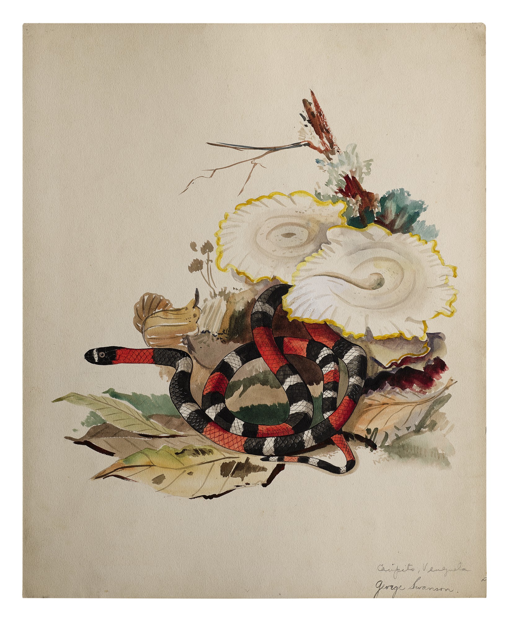 CORALSNAKE | The Art of Expedition: The Works of George Swanson ...
