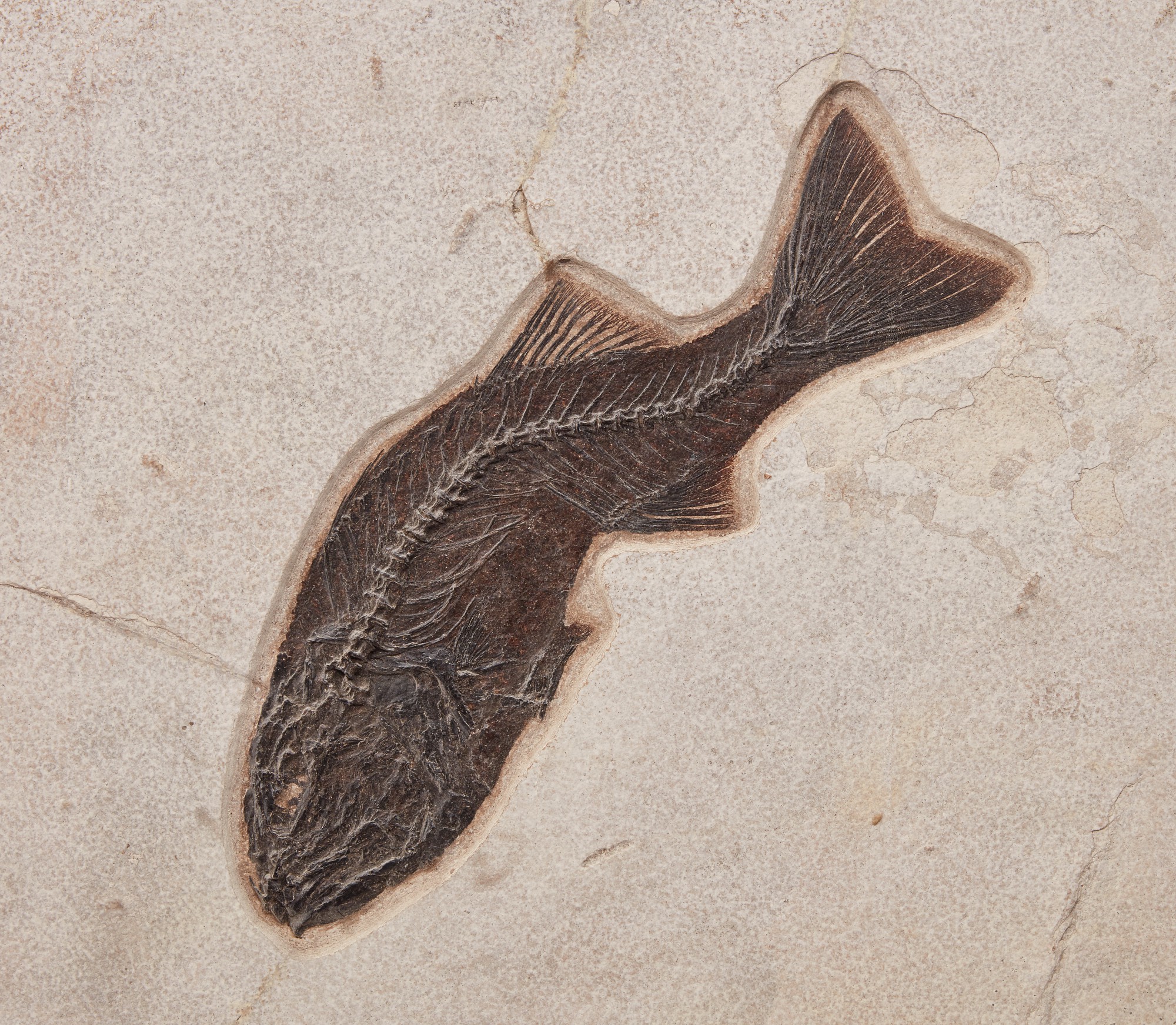 A PREDATORY FOSSIL PERCH | Natural History; Including Fossils, Minerals ...