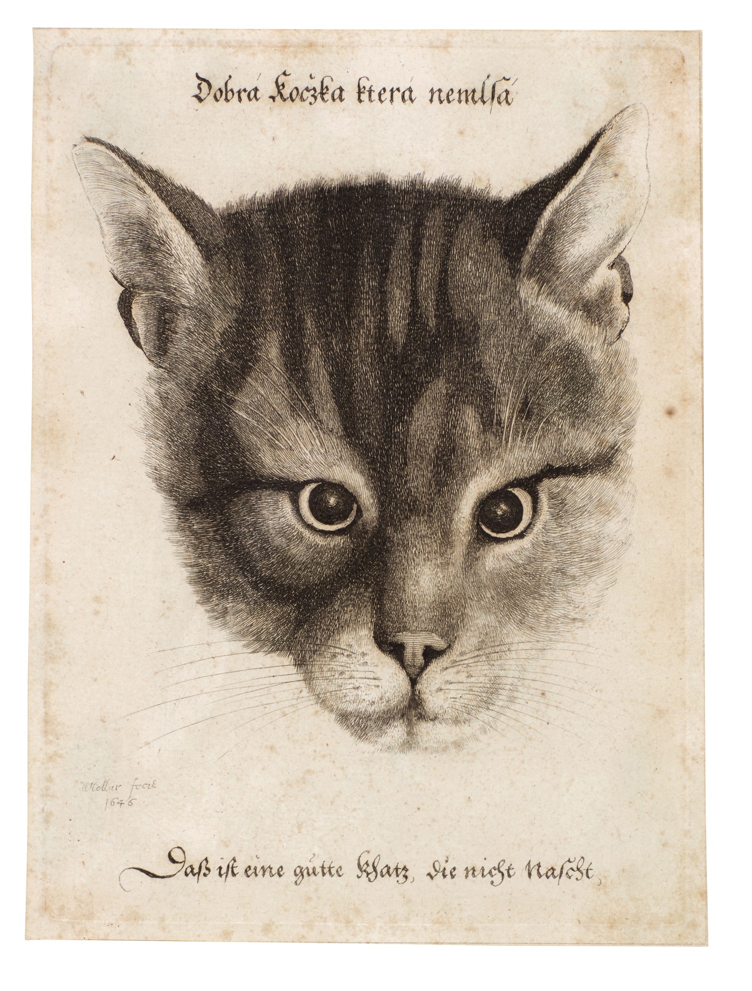 Head of a Cat (Pennington 2109) | Old Master Prints including Property ...