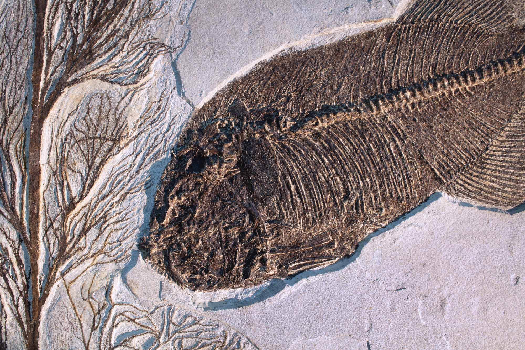 RARE PALM FLOWER AND FISH PLAQUE | History of Science and Technology ...