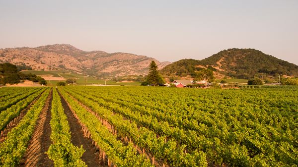 Baldacci Family Vineyards, Brenda's Vineyard, Cabernet Sauvignon, Stags ...