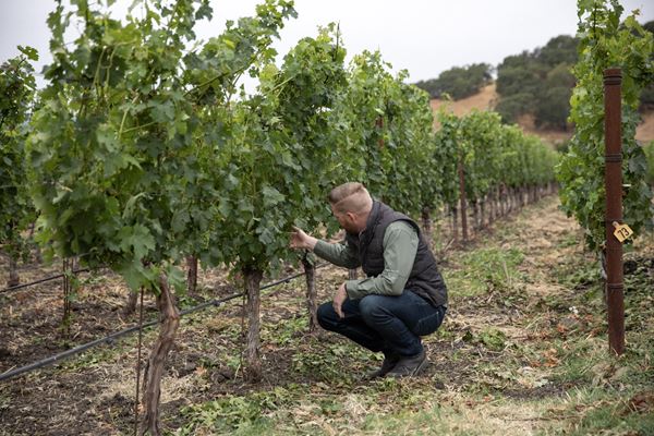 Baldacci Family Vineyards, Brenda's Vineyard, Cabernet Sauvignon, Stags ...