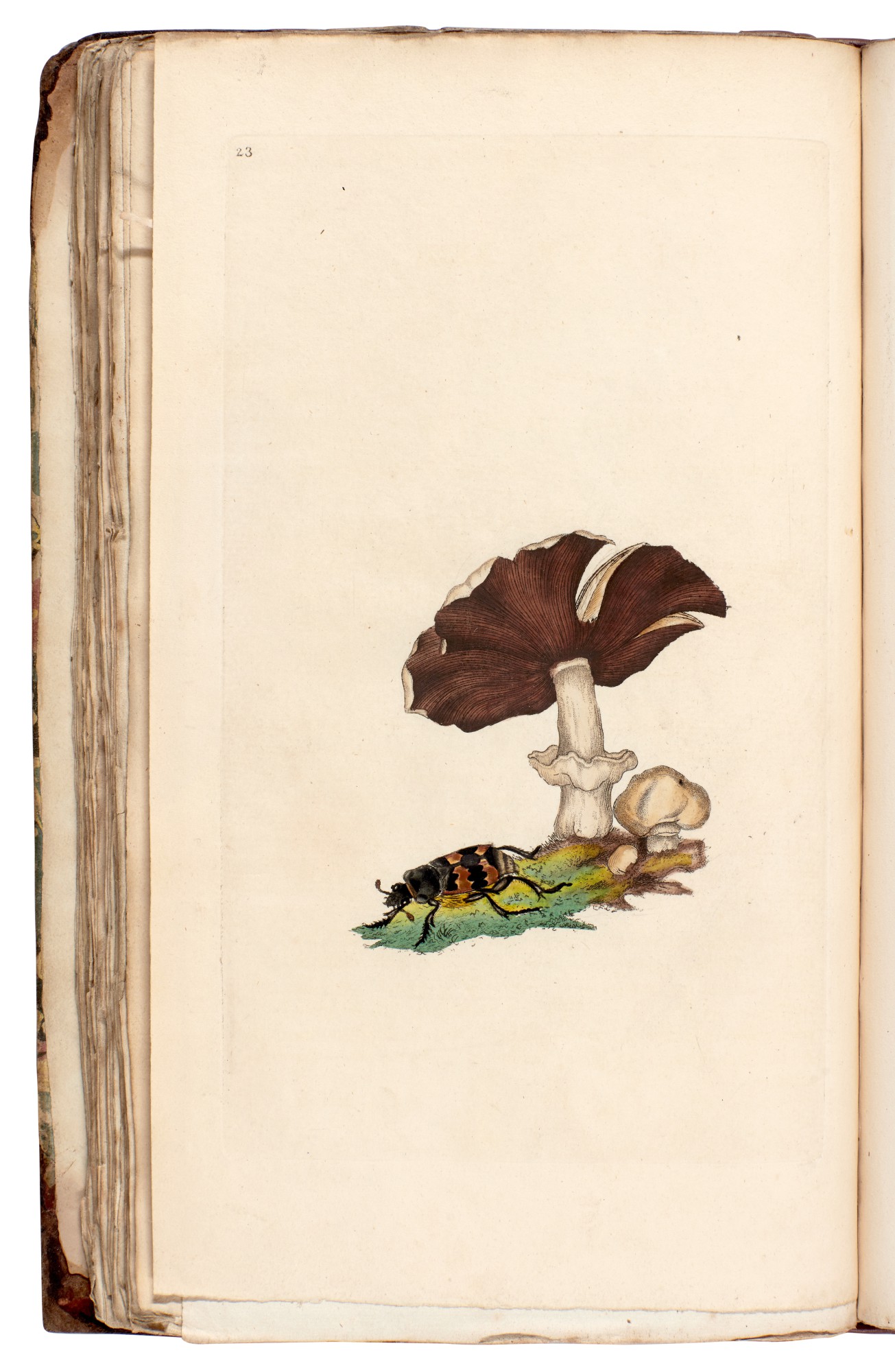 Edward Donovan | The natural history of British insects, 1792-1801, 10 ...