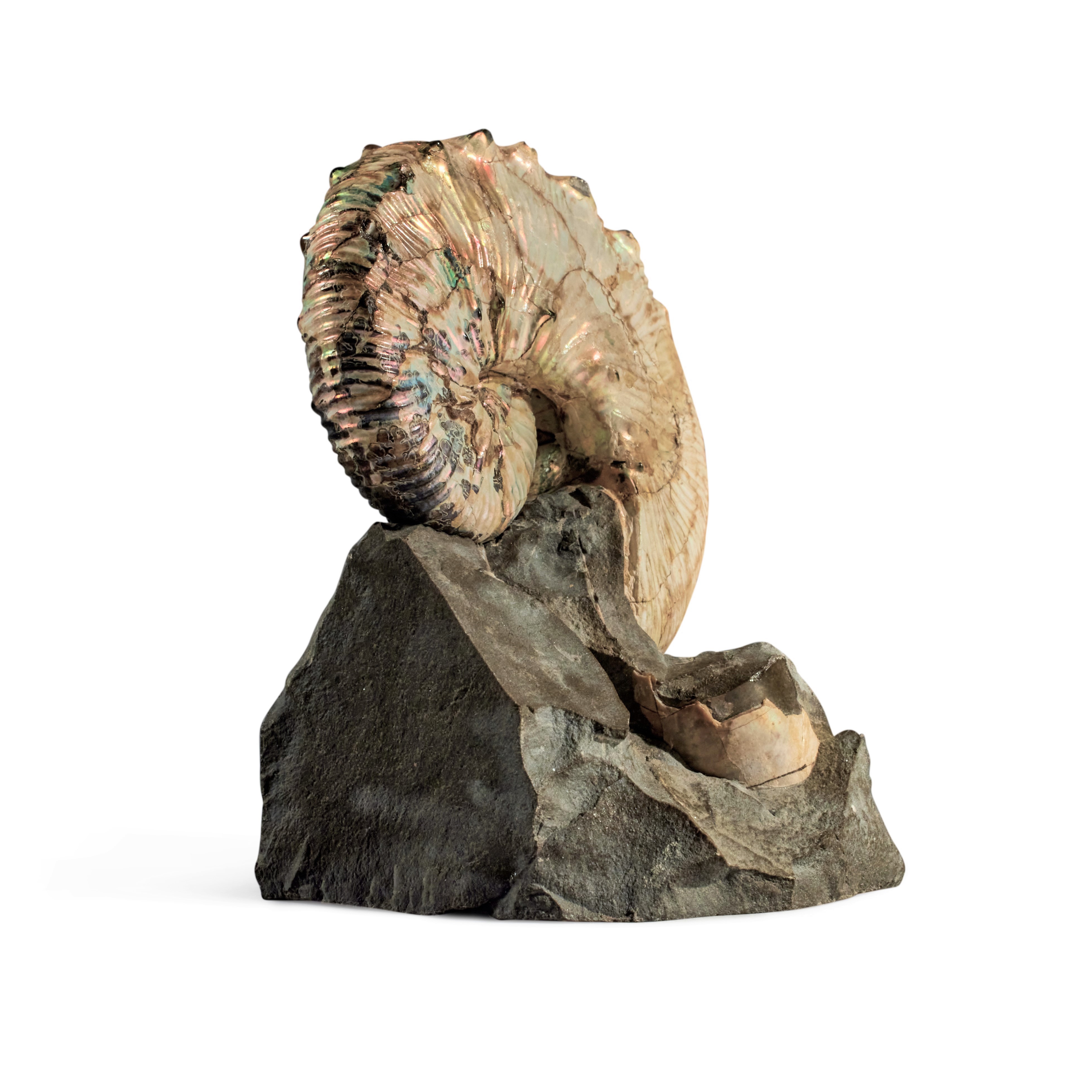 Pearly Ammonite Fossil on Matrix — Hoploscaphites | Natural History ...