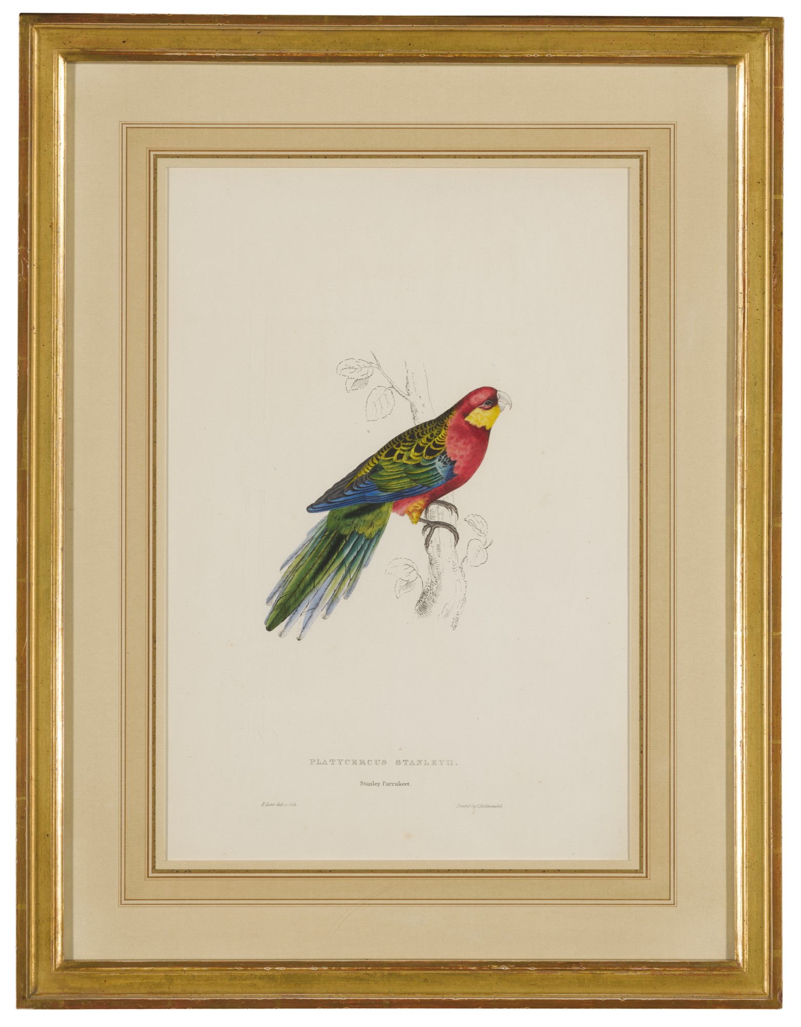 EDWARD LEAR | PSITTACULA TARANTA. ABYSSINIAN PARAKEET, [AND ...