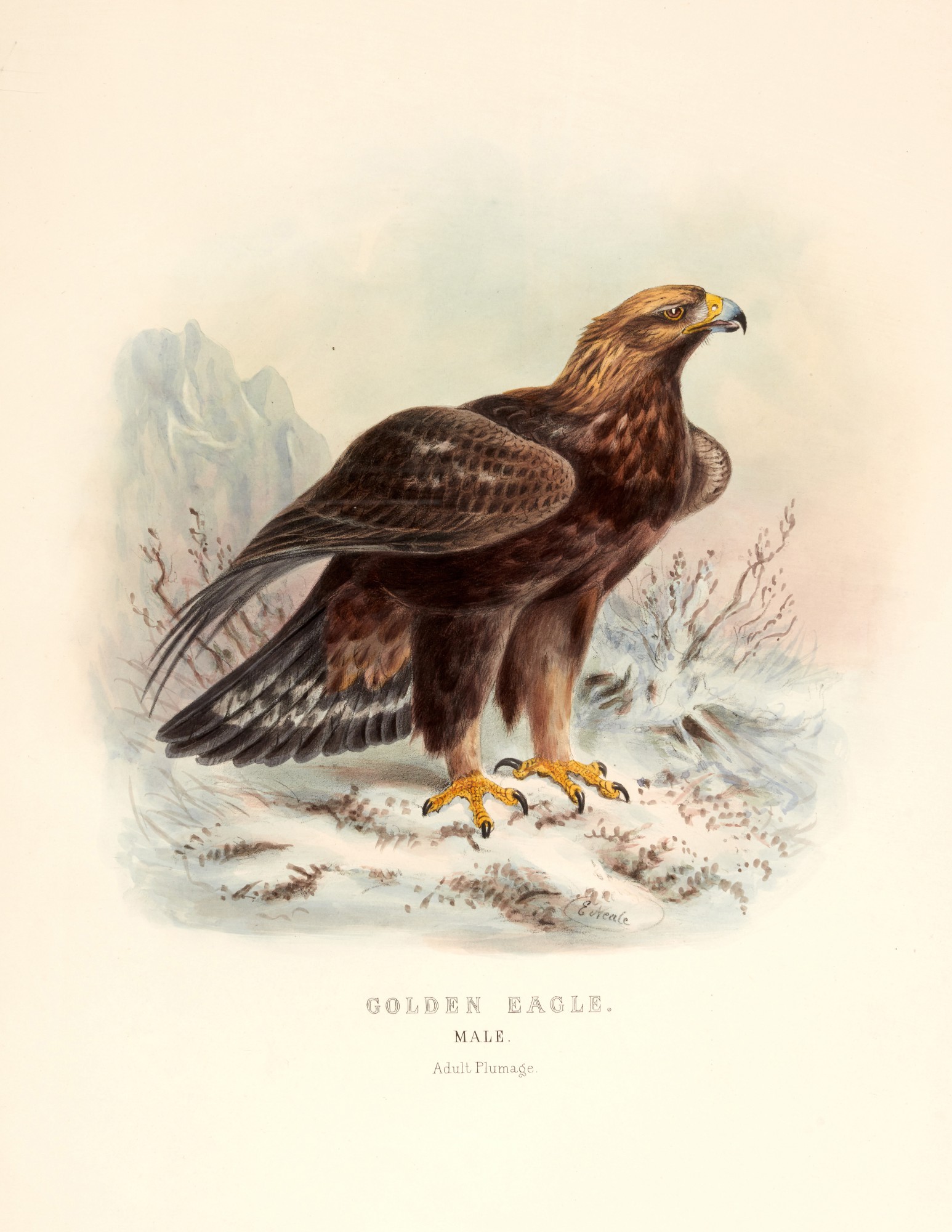 Edward Thomas Booth | Rough notes on the birds observed... in the ...