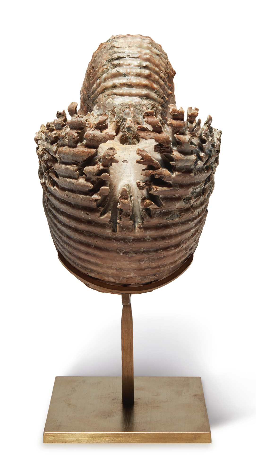 AN AMMONITE WITH PRESERVED SHELL | Natural History; Including Fossils ...