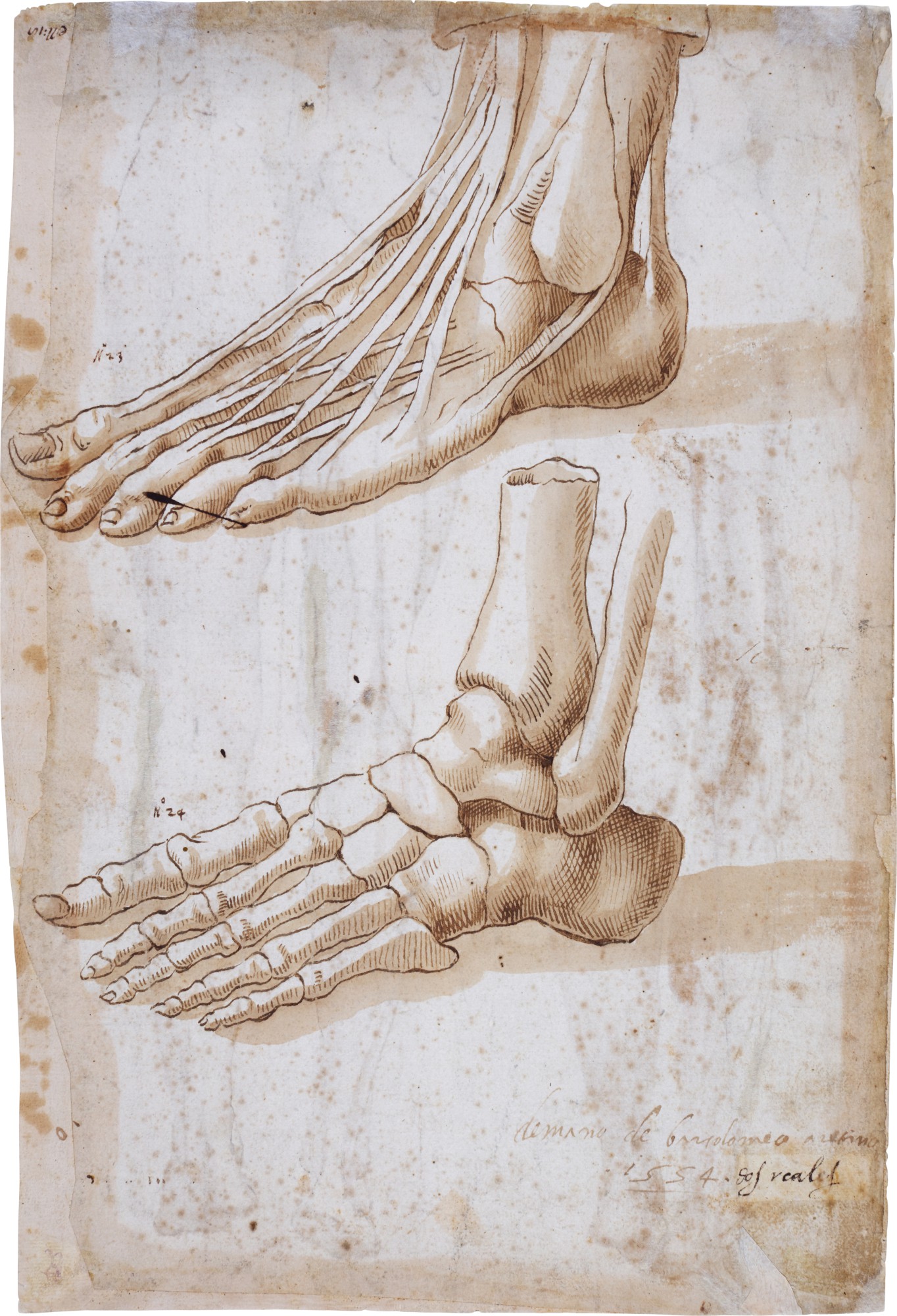 Two double-sided sheets of écorché anatomy studies: A) Recto: Study of ...