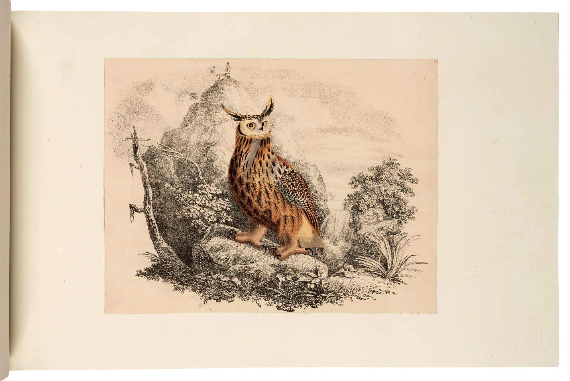 Christopher Webb Smith and Charles d'Oyly | Oriental ornithology, Patna ...