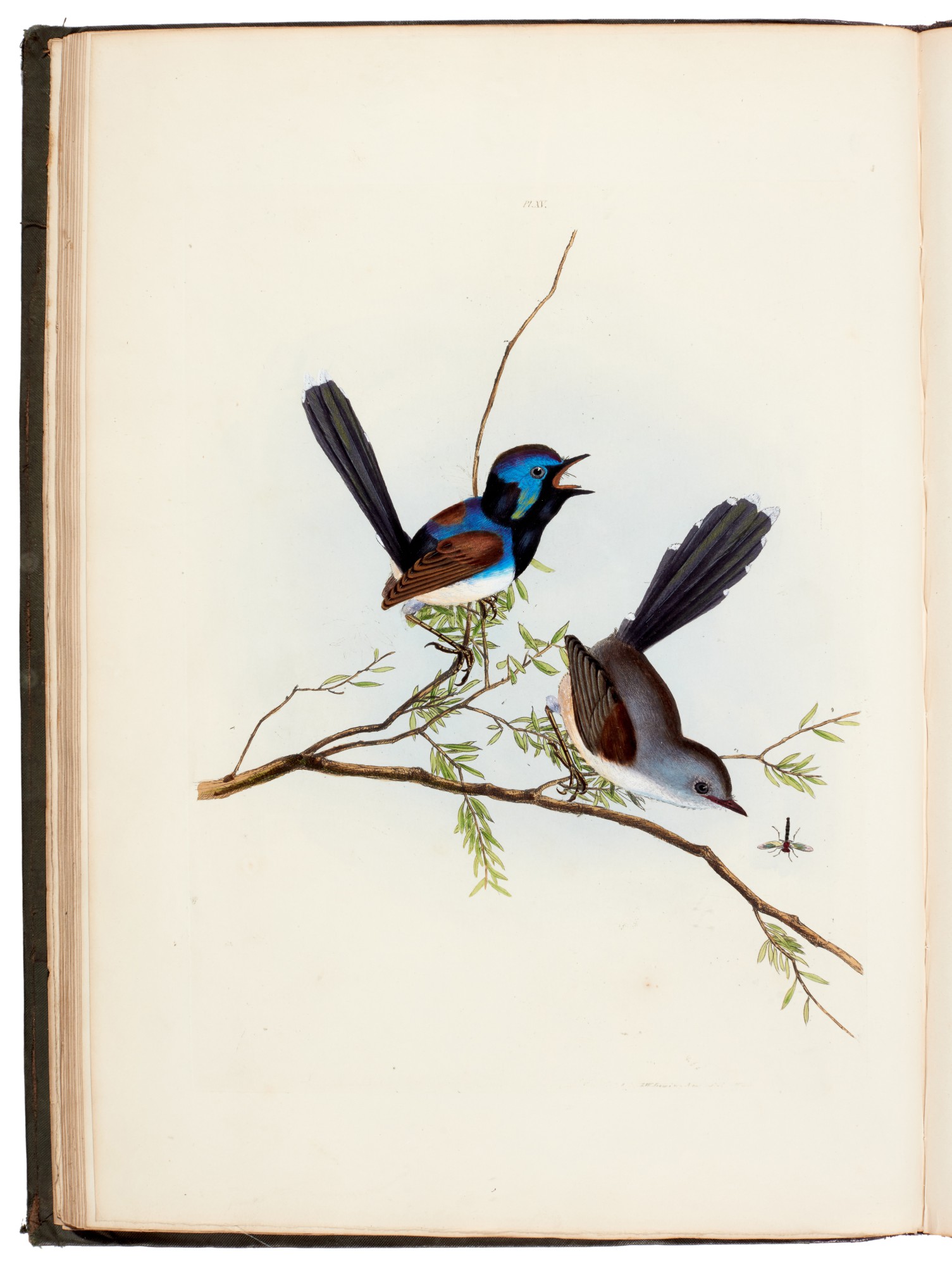 John William Lewin | A Natural History of the Birds of New South Wales ...