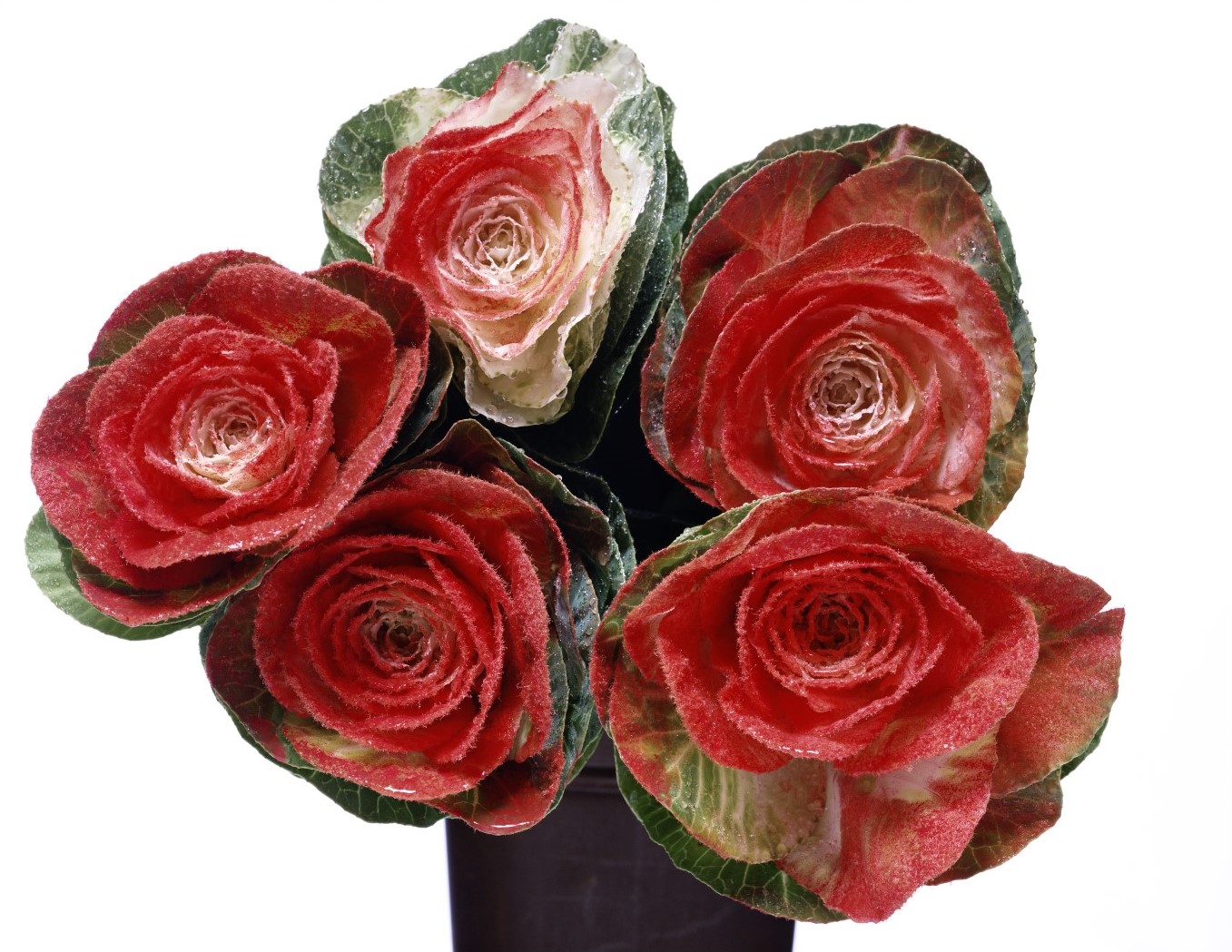 Red Cabbage-Rose, 2008 | Photograph | Sotheby's